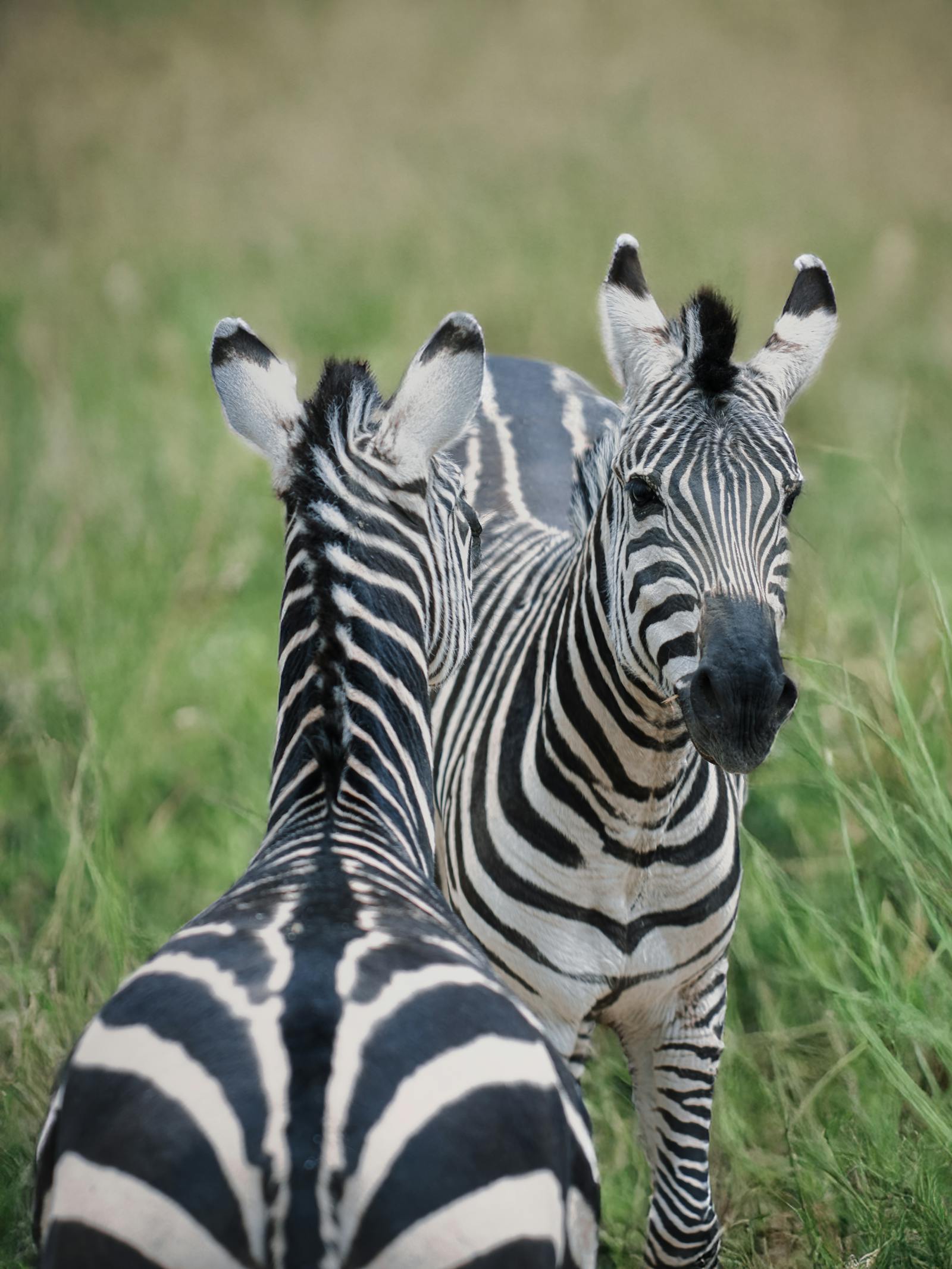 Zebras Photos, Download The BEST Free Zebras Stock Photos & HD Images