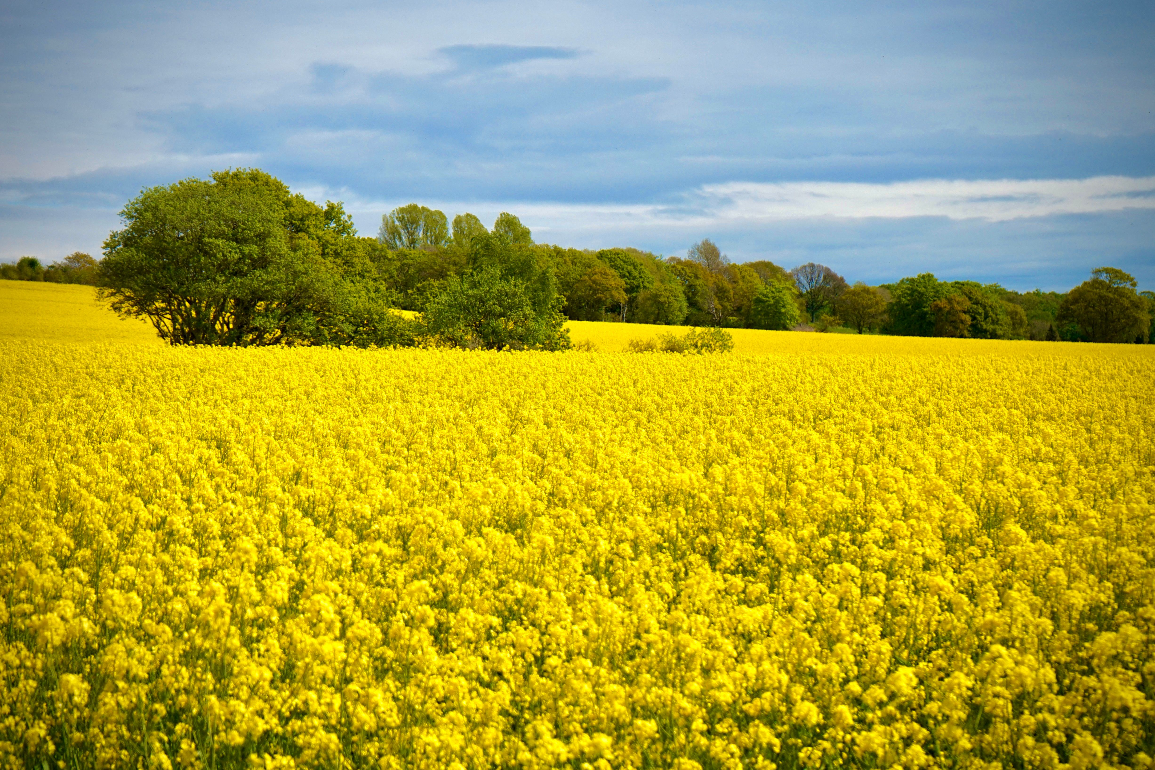 Swedish Fields Photos, Download The BEST Free Swedish Fields Stock ...