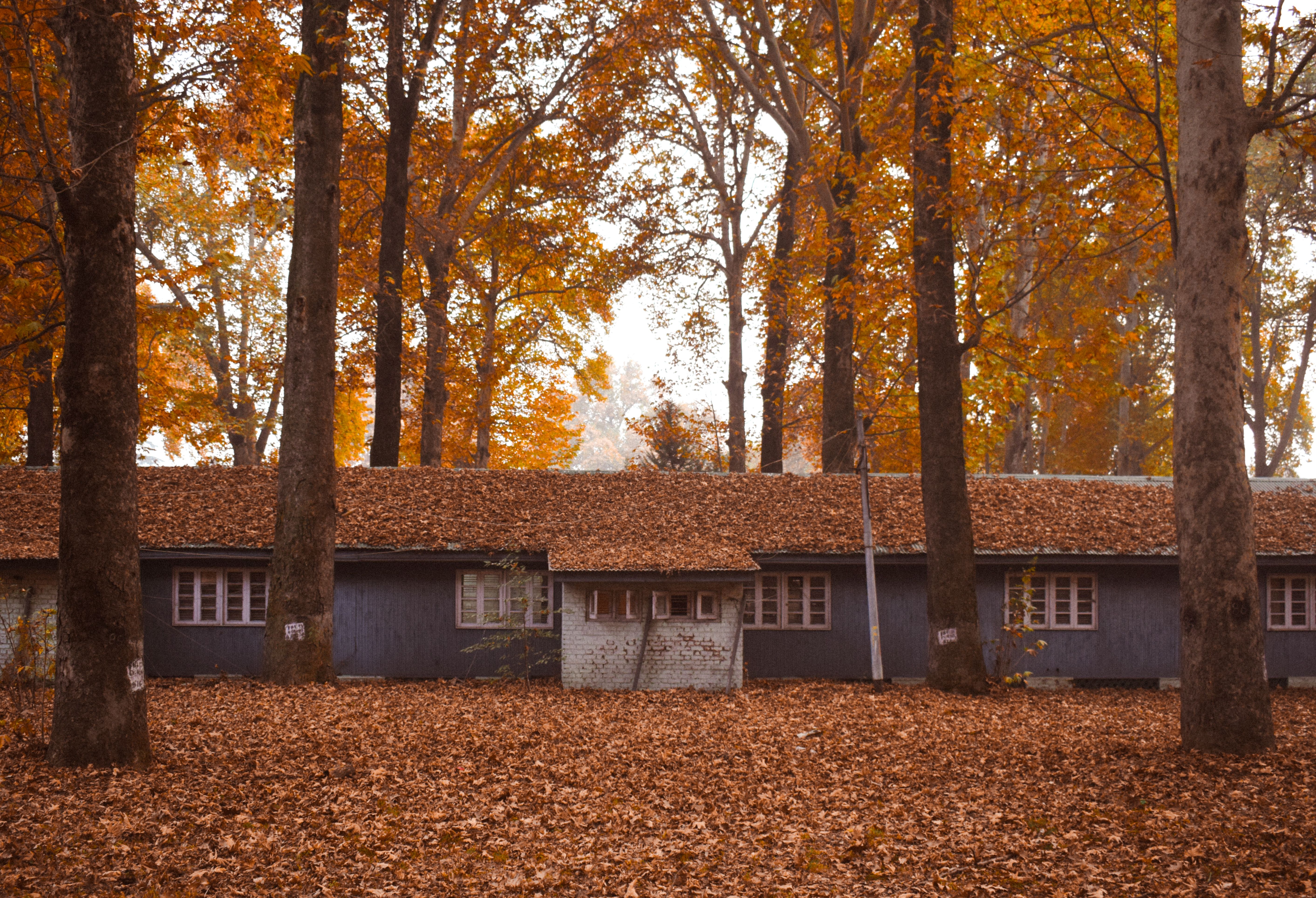 Rustic Cabin Surrounded by Autumn Foliage · Free Stock Photo