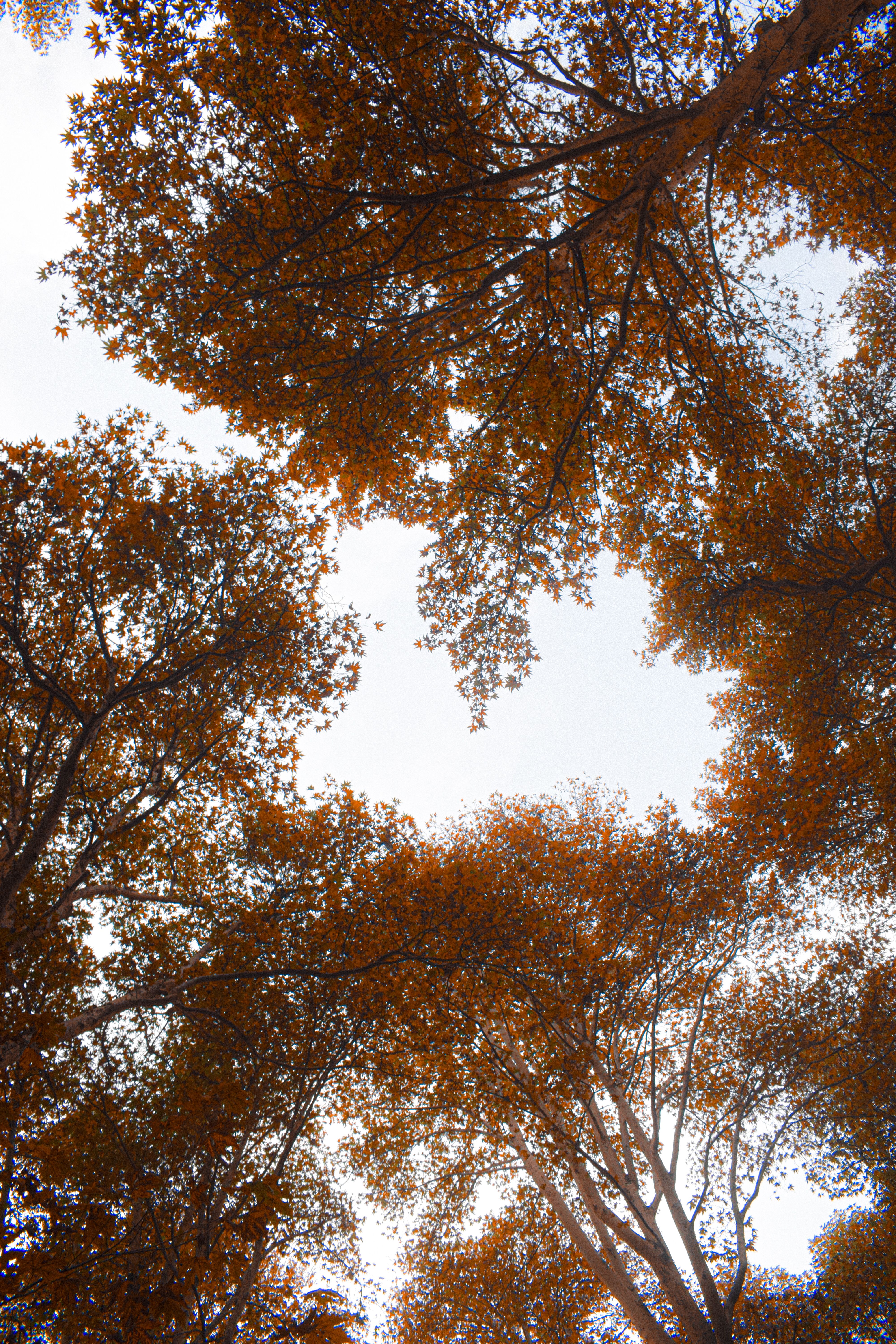 Chinar Tree Leaf Photos, Download The BEST Free Chinar Tree Leaf Stock ...