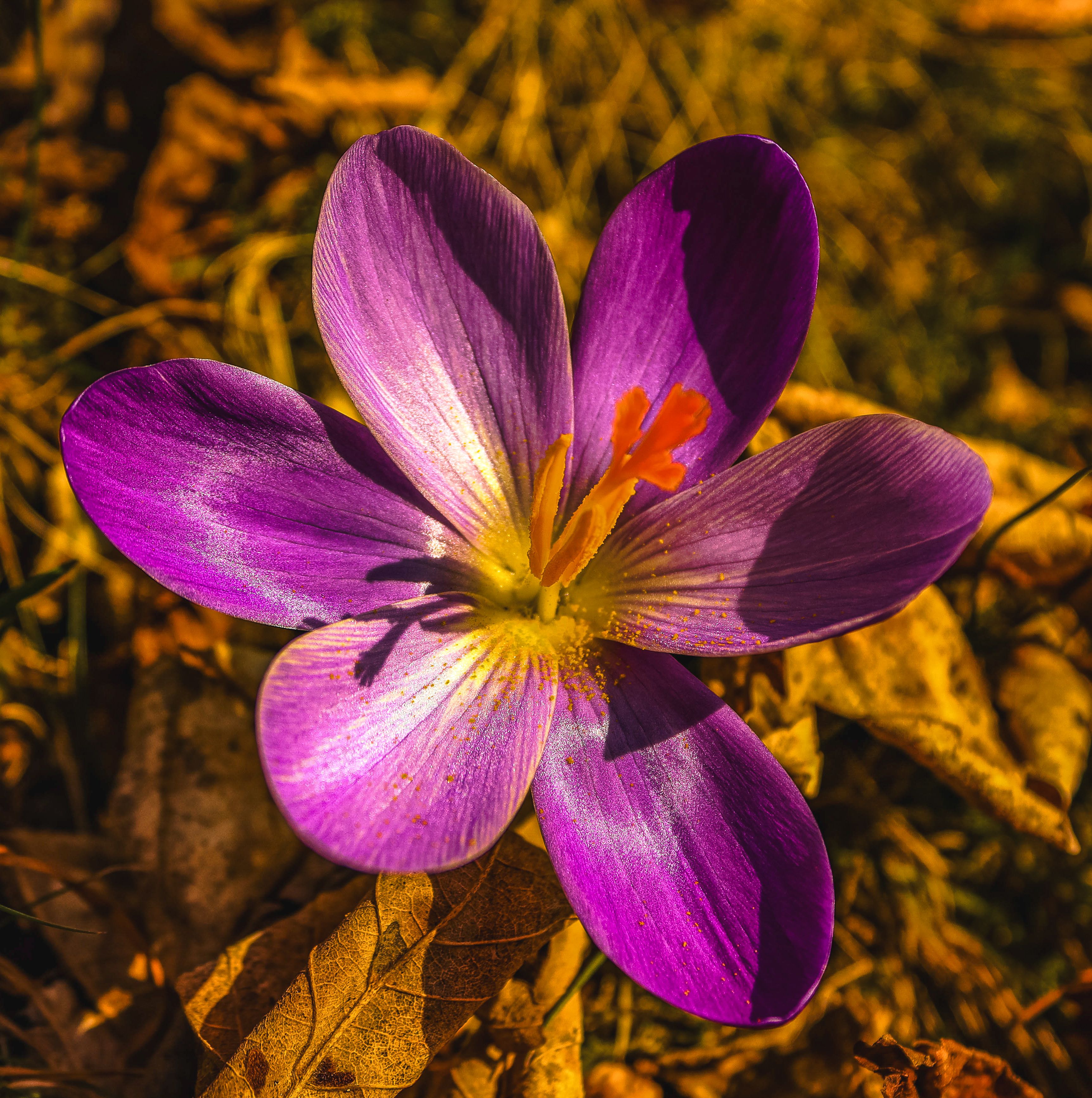 Saffron Leaf Photos, Download The BEST Free Saffron Leaf Stock Photos ...