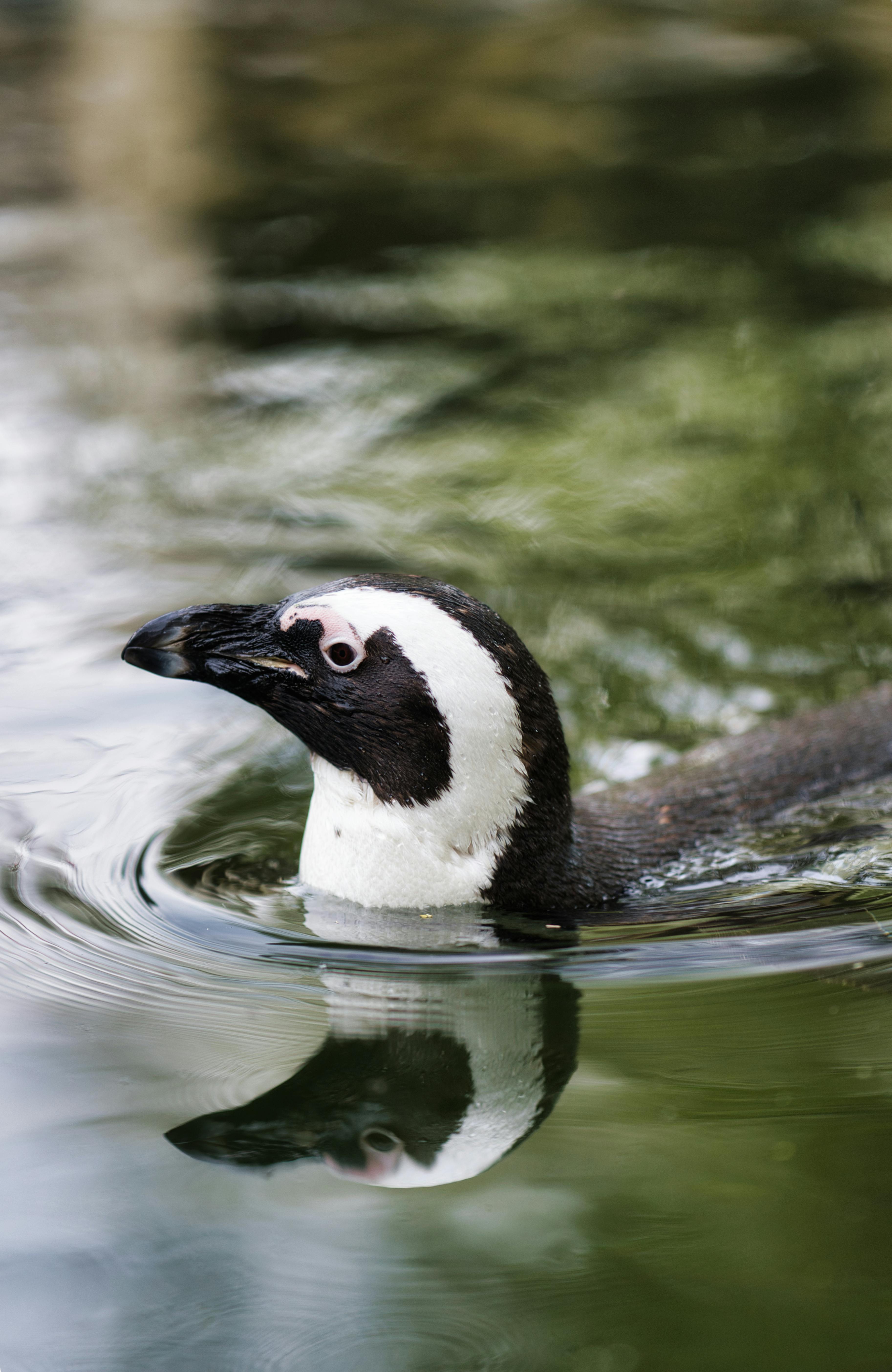 Penguin Head Photos, Download The BEST Free Penguin Head Stock Photos ...