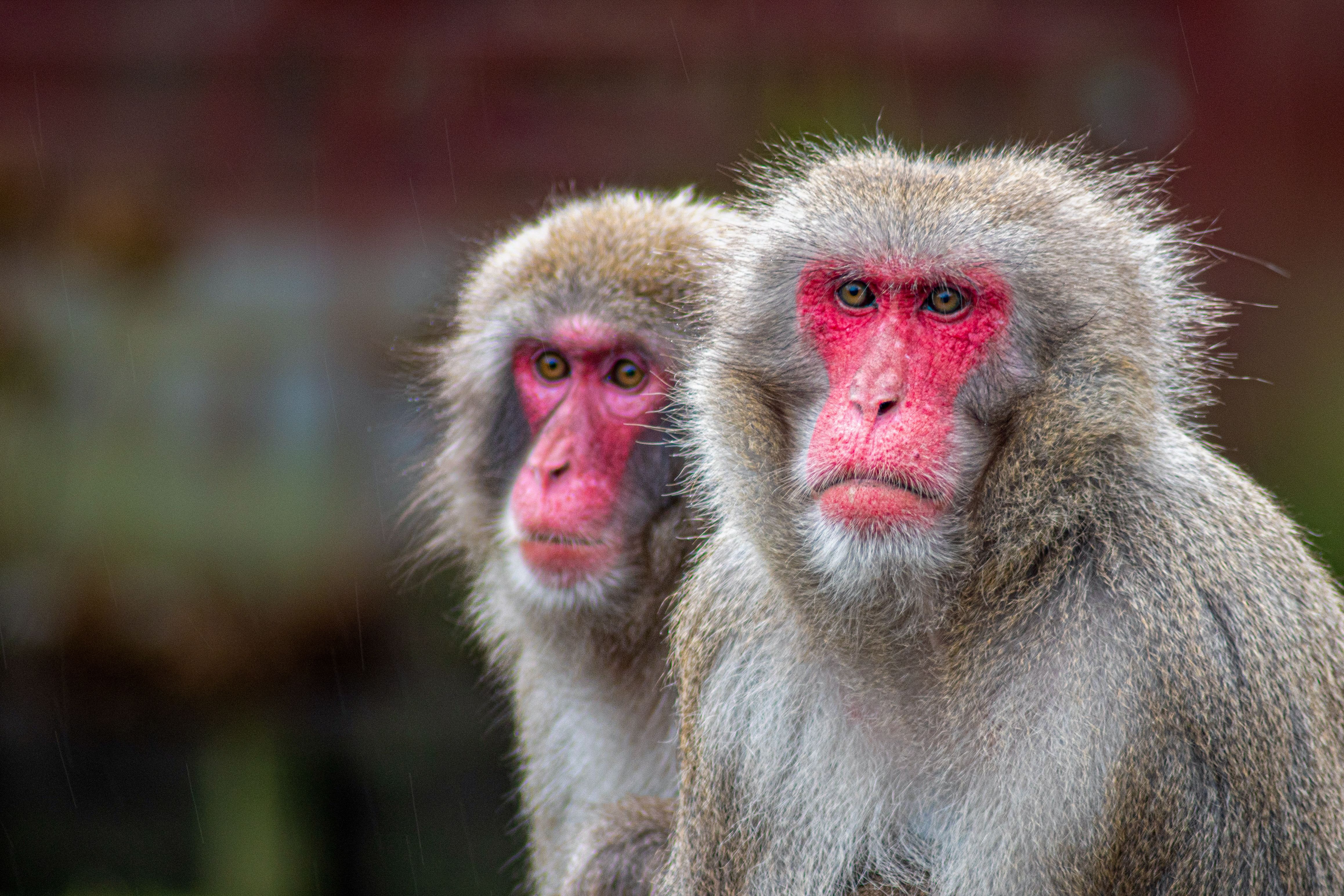 Close-Up of Japanese Macaques in Brugelette Zoo · Free Stock Photo