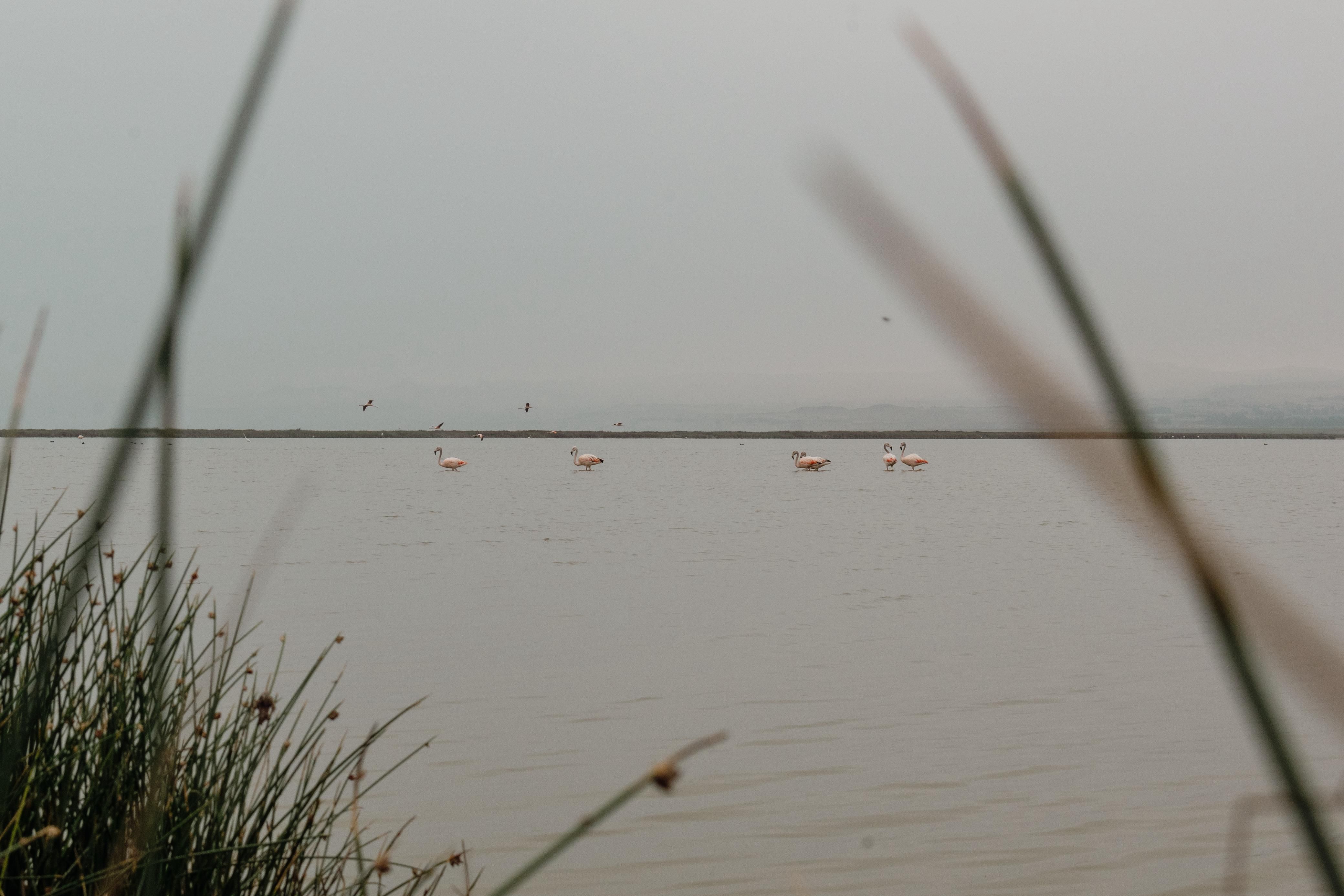 Migration Photos, Download The BEST Free Migration Stock Photos & HD Images
