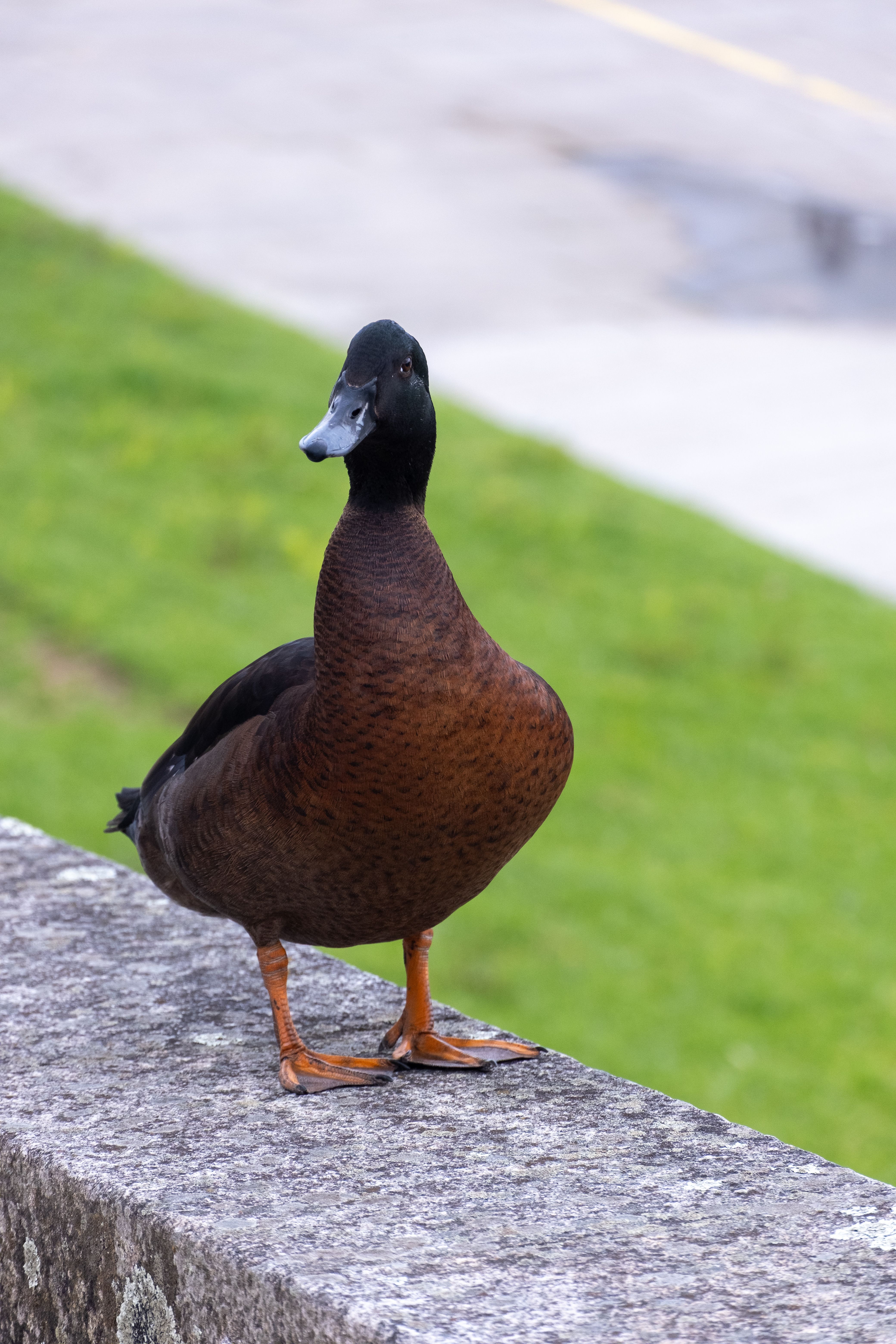 Close-Up of a Black and Brown Duck Outdoors · Free Stock Photo