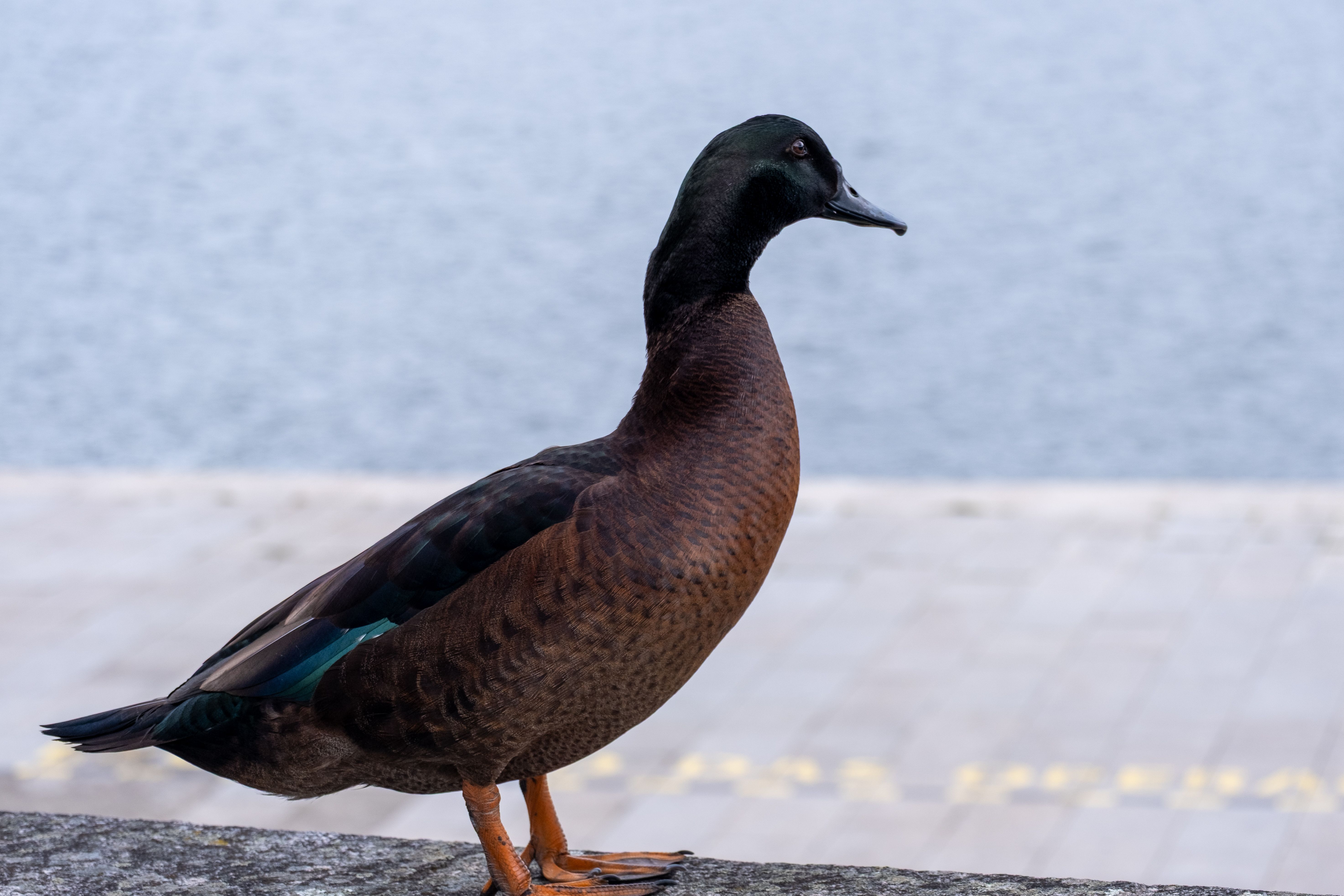Brown Duck by Tranquil Waterside · Free Stock Photo