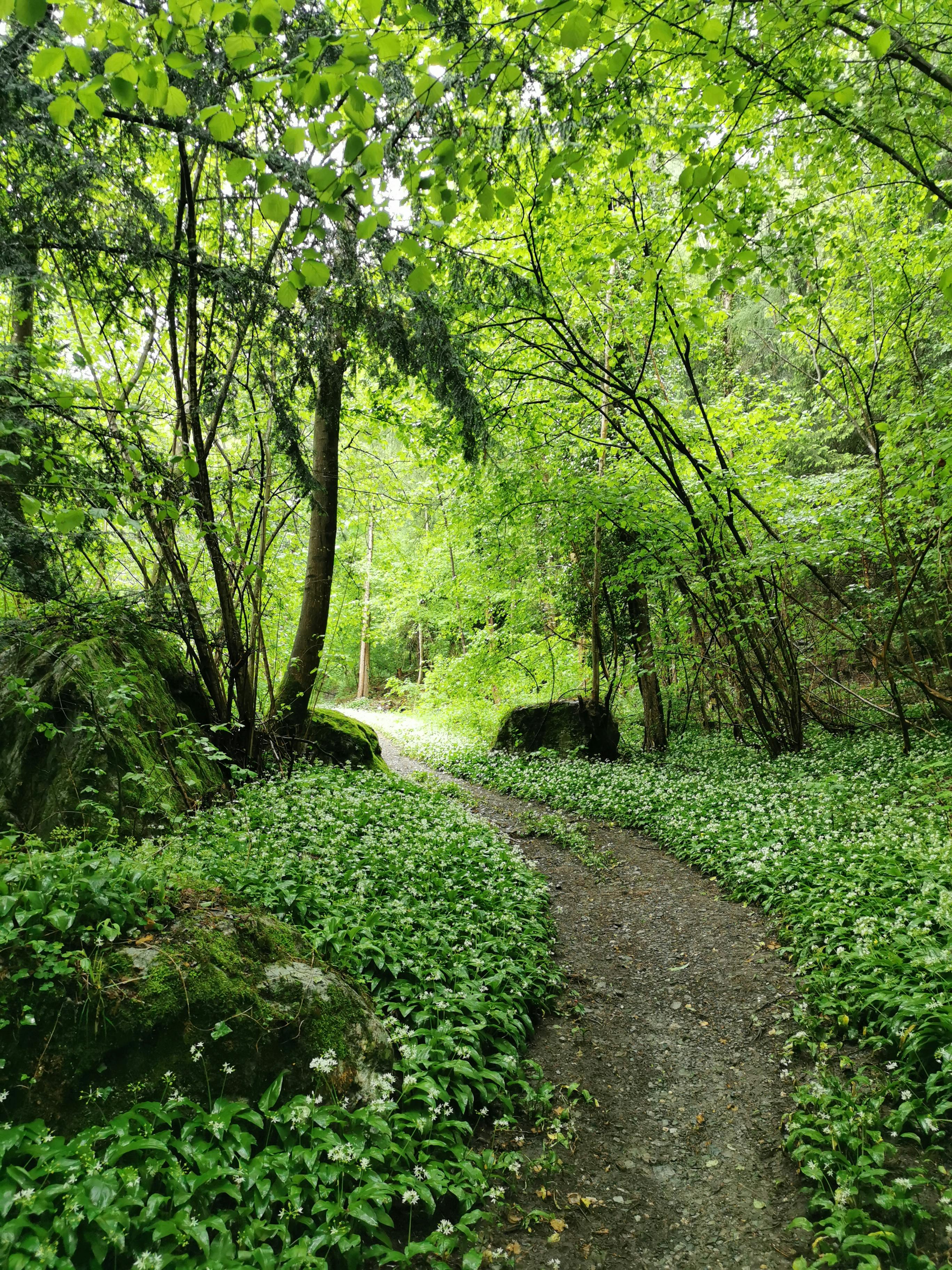 Serene Forest Pathway with Lush Greenery · Free Stock Photo
