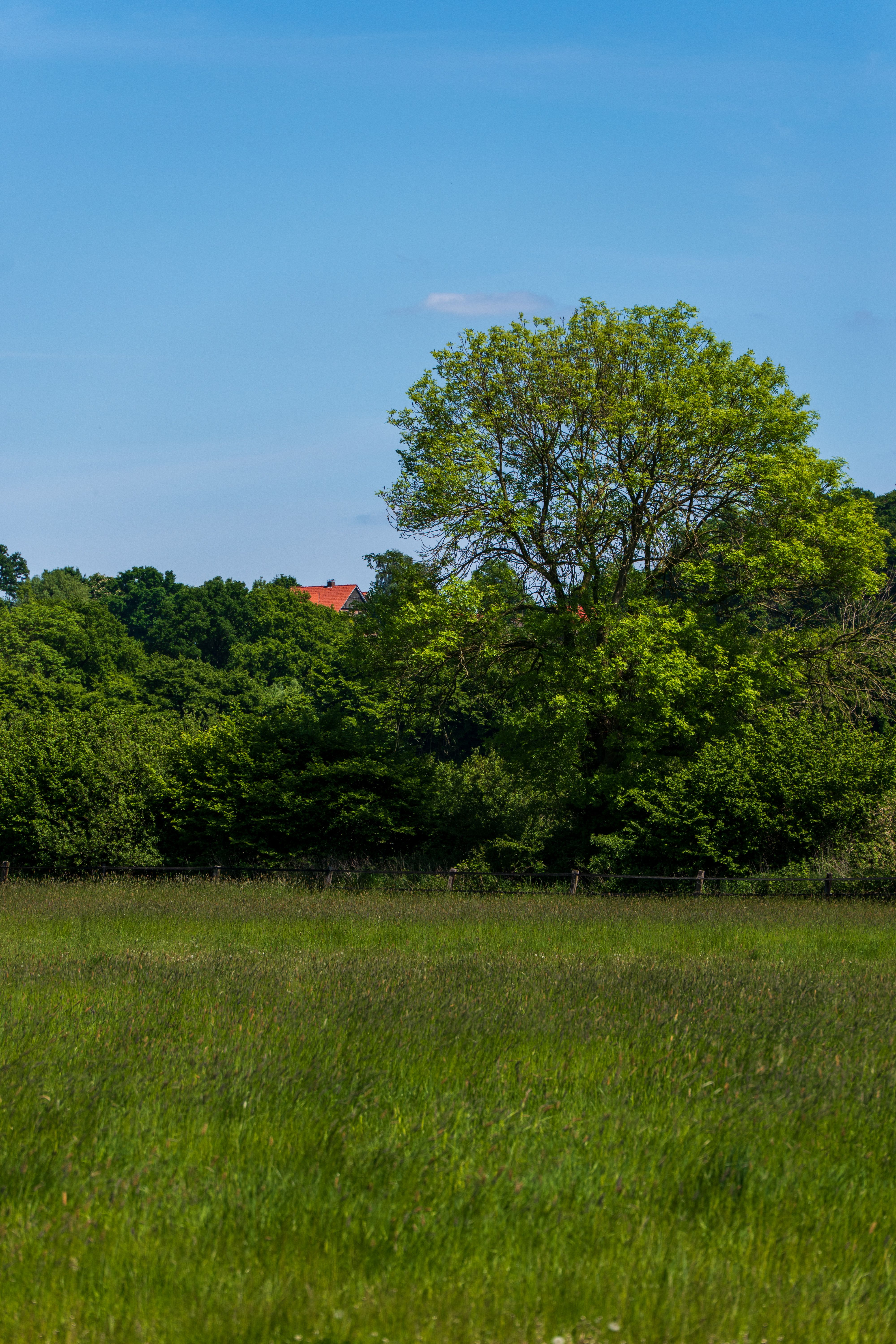 Lush Green Meadow with Tree and Blue Sky · Free Stock Photo