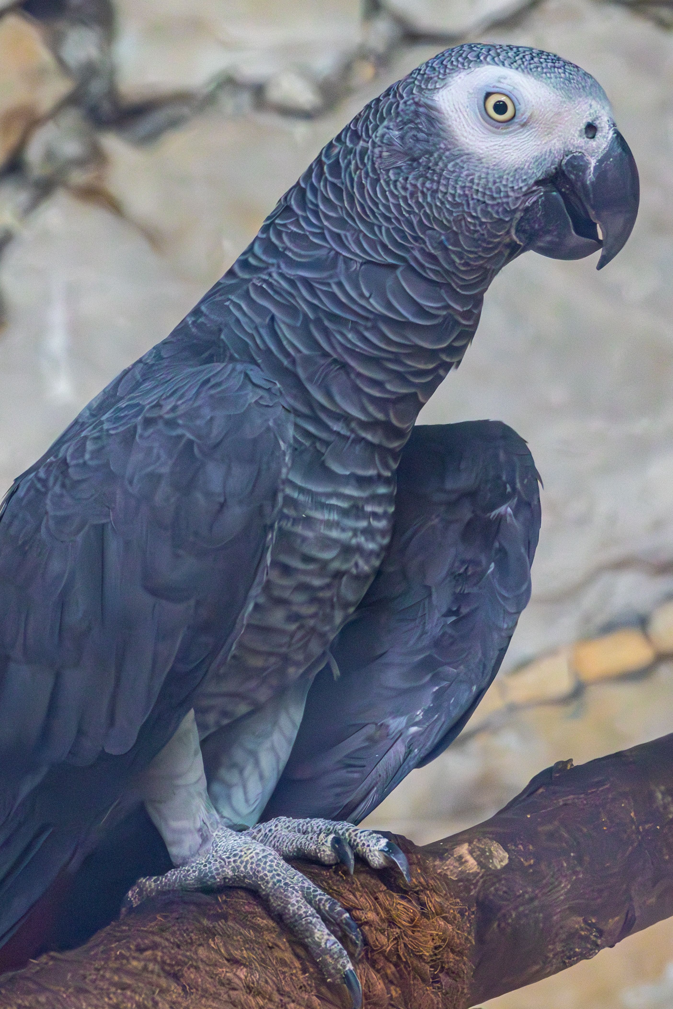 Close-up of African Grey Parrot in Natural Setting · Free Stock Photo