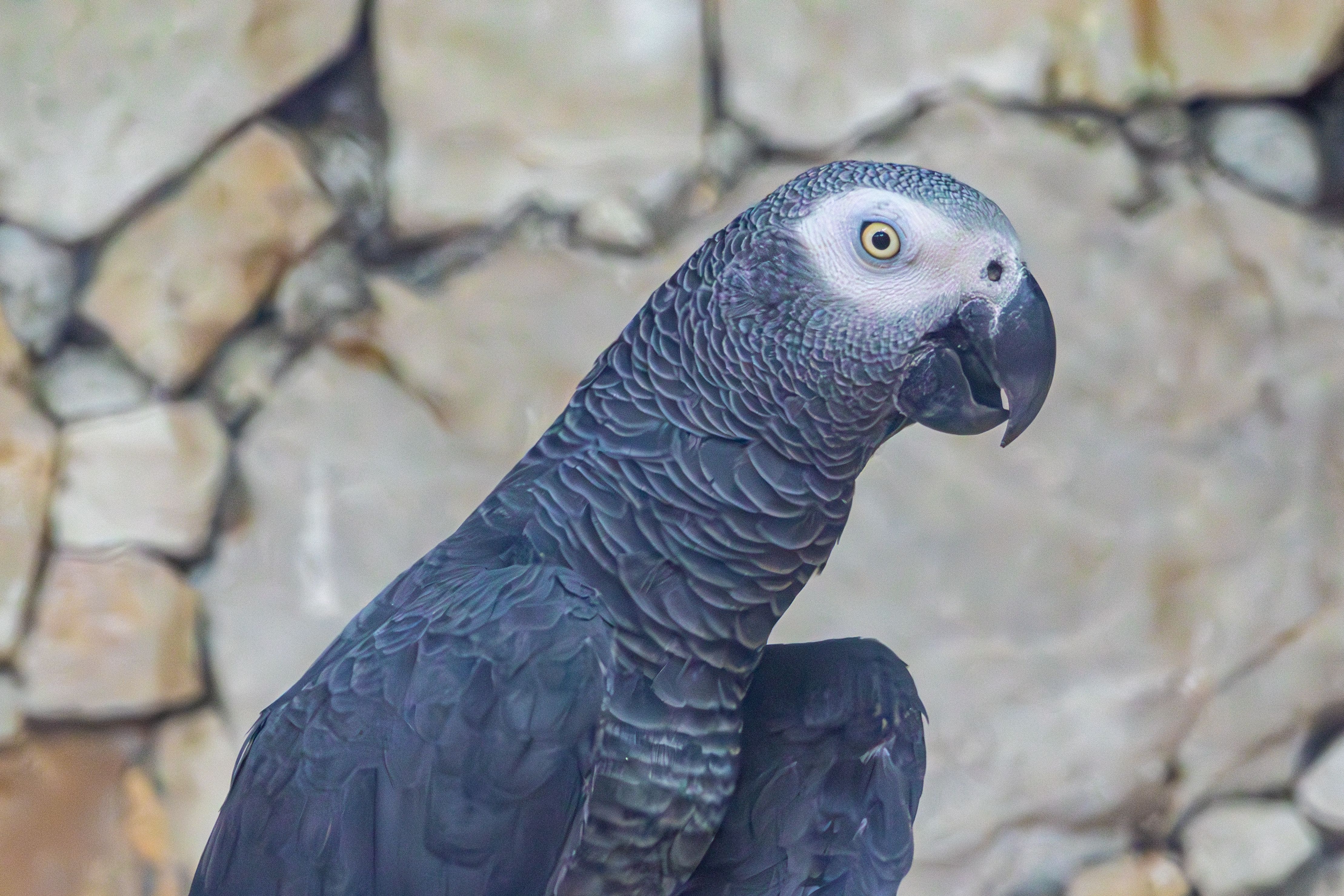 Close-Up of African Grey Parrot Against Rock Wall · Free Stock Photo