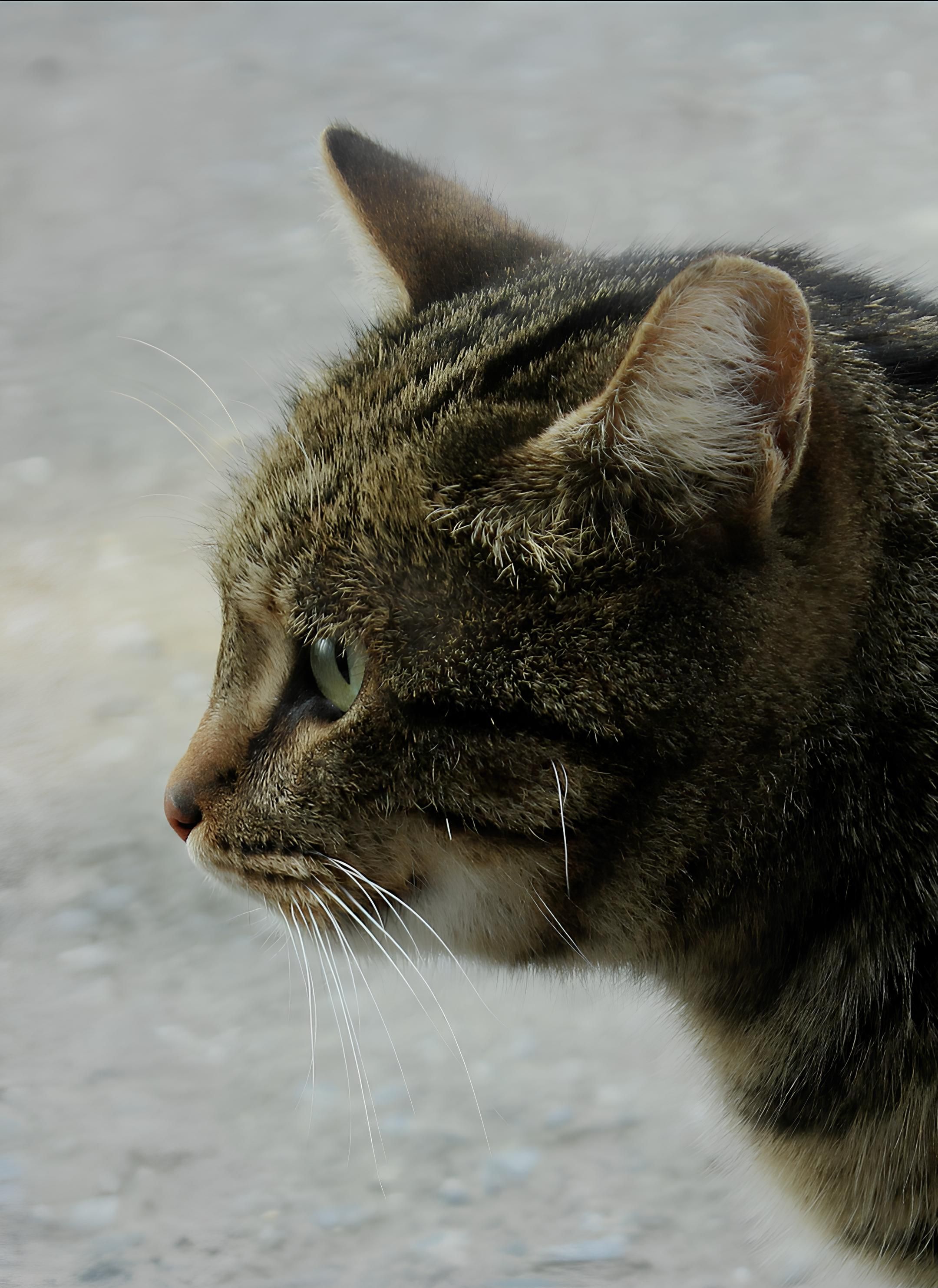 Close-Up of a Domestic Tabby Cat in Profile · Free Stock Photo