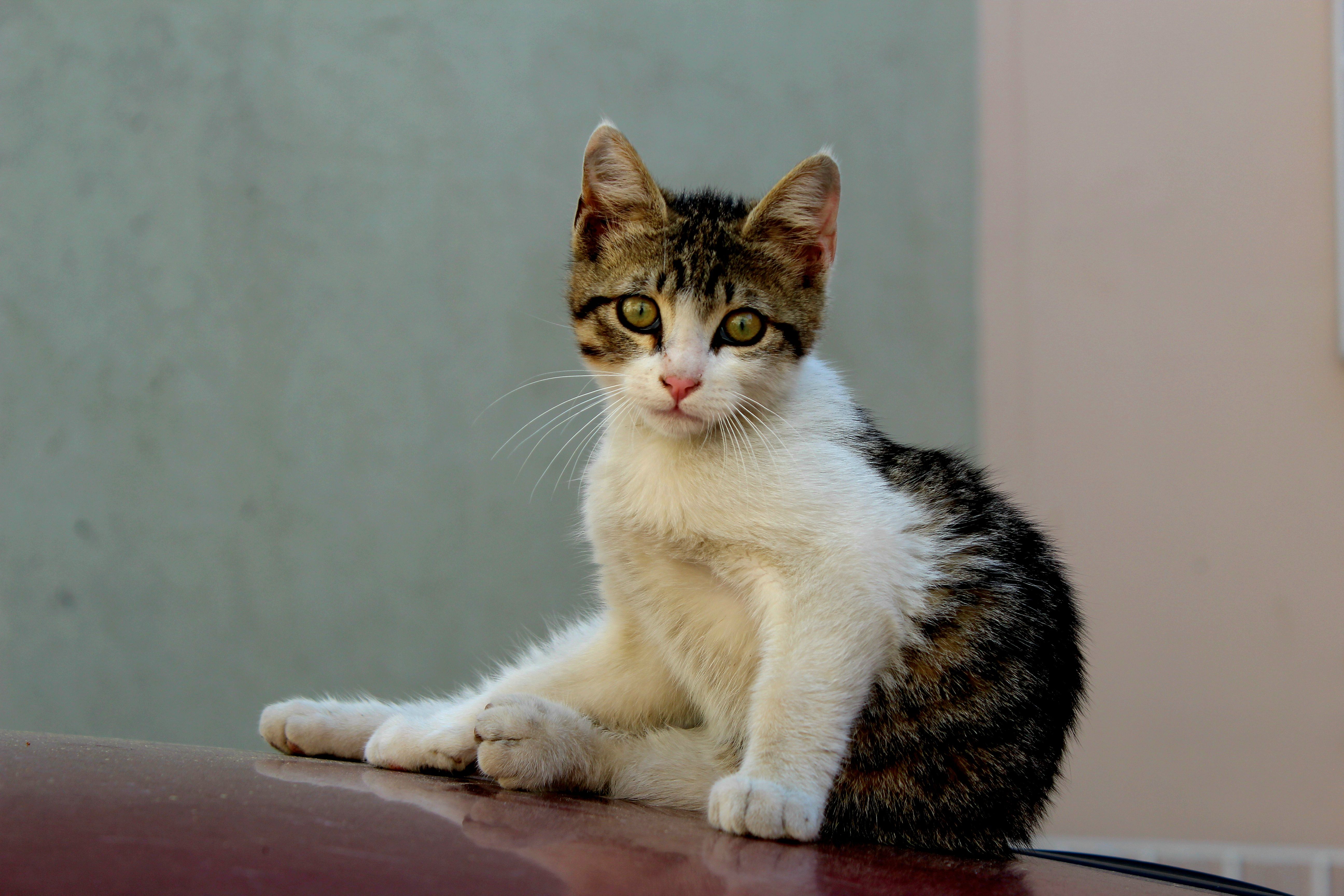 Cat Image Photos, Download The BEST Free Cat Image Stock Photos & HD Images