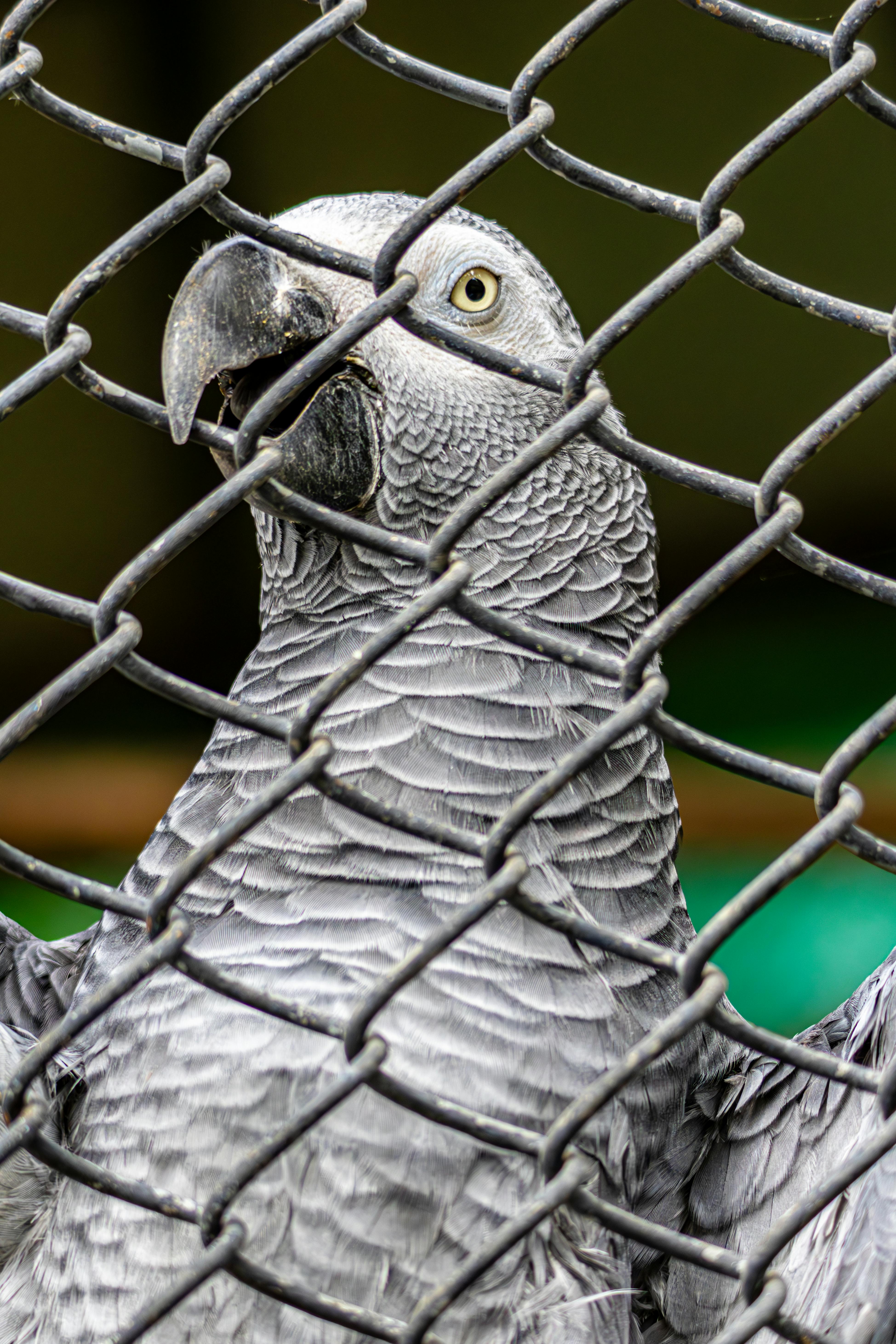 Grayscale Photography of African Grey Parrot · Free Stock Photo