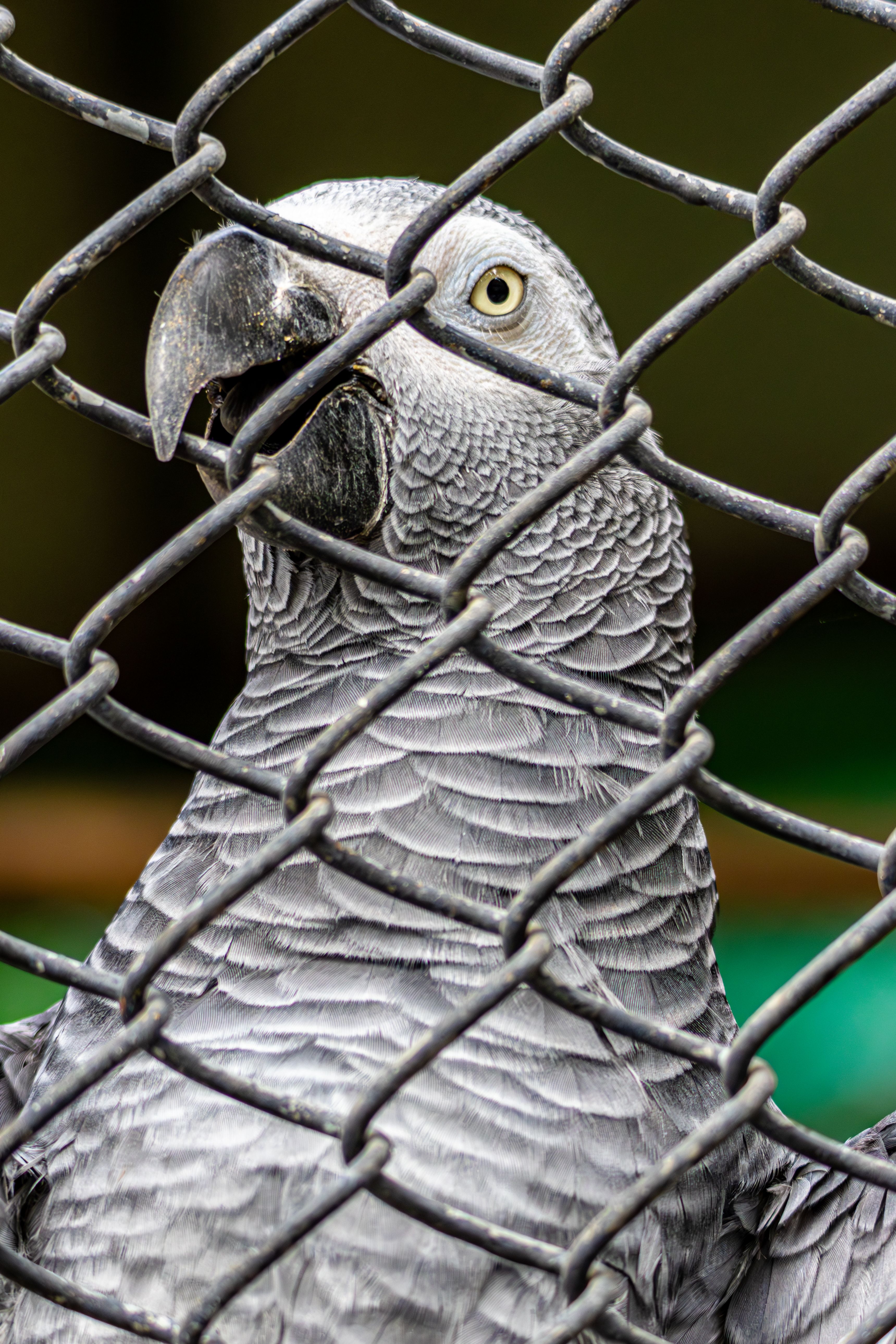 Head And Beak Photos, Download The BEST Free Head And Beak Stock Photos ...
