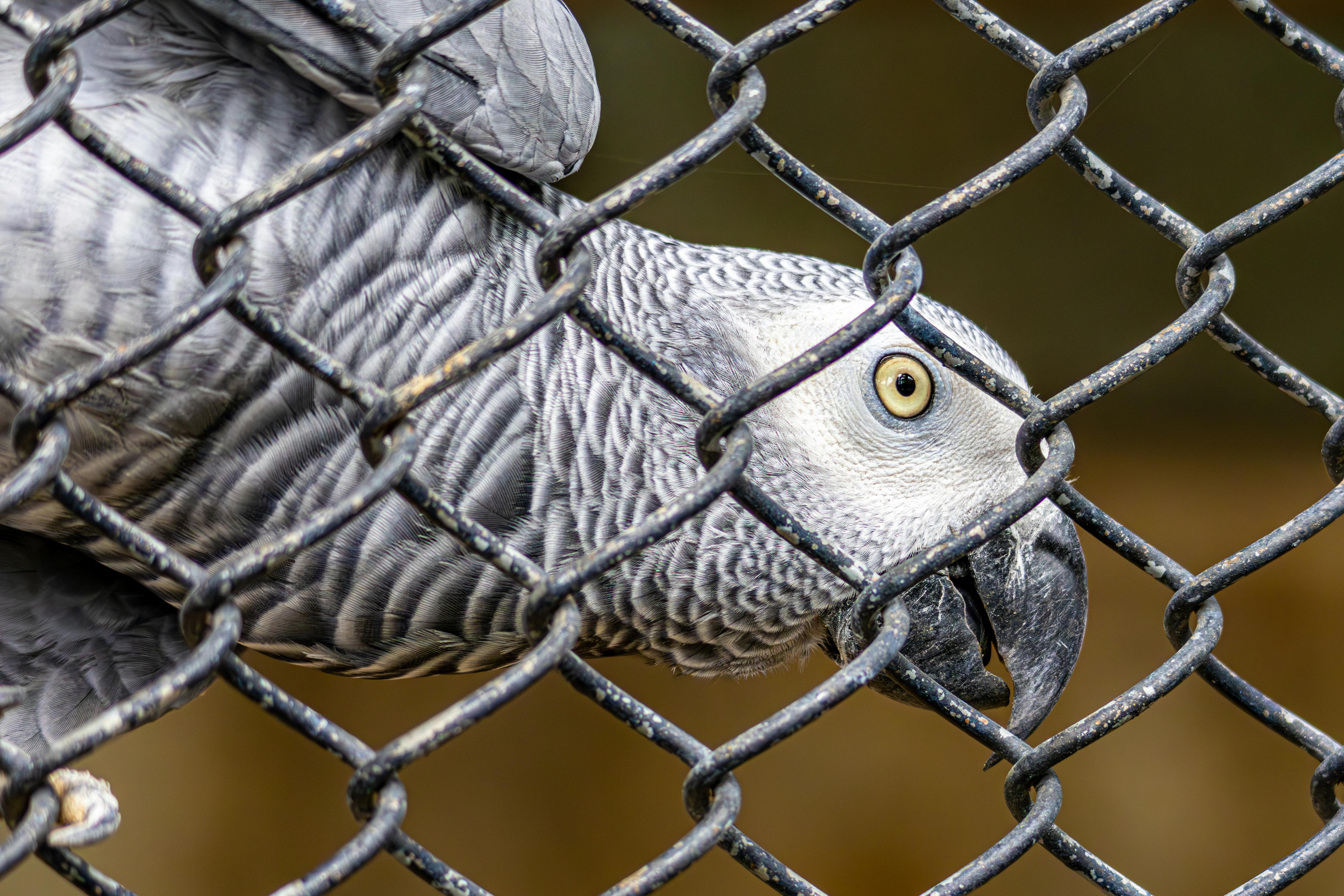 Bird Locked In Cage Photos, Download The BEST Free Bird Locked In Cage ...