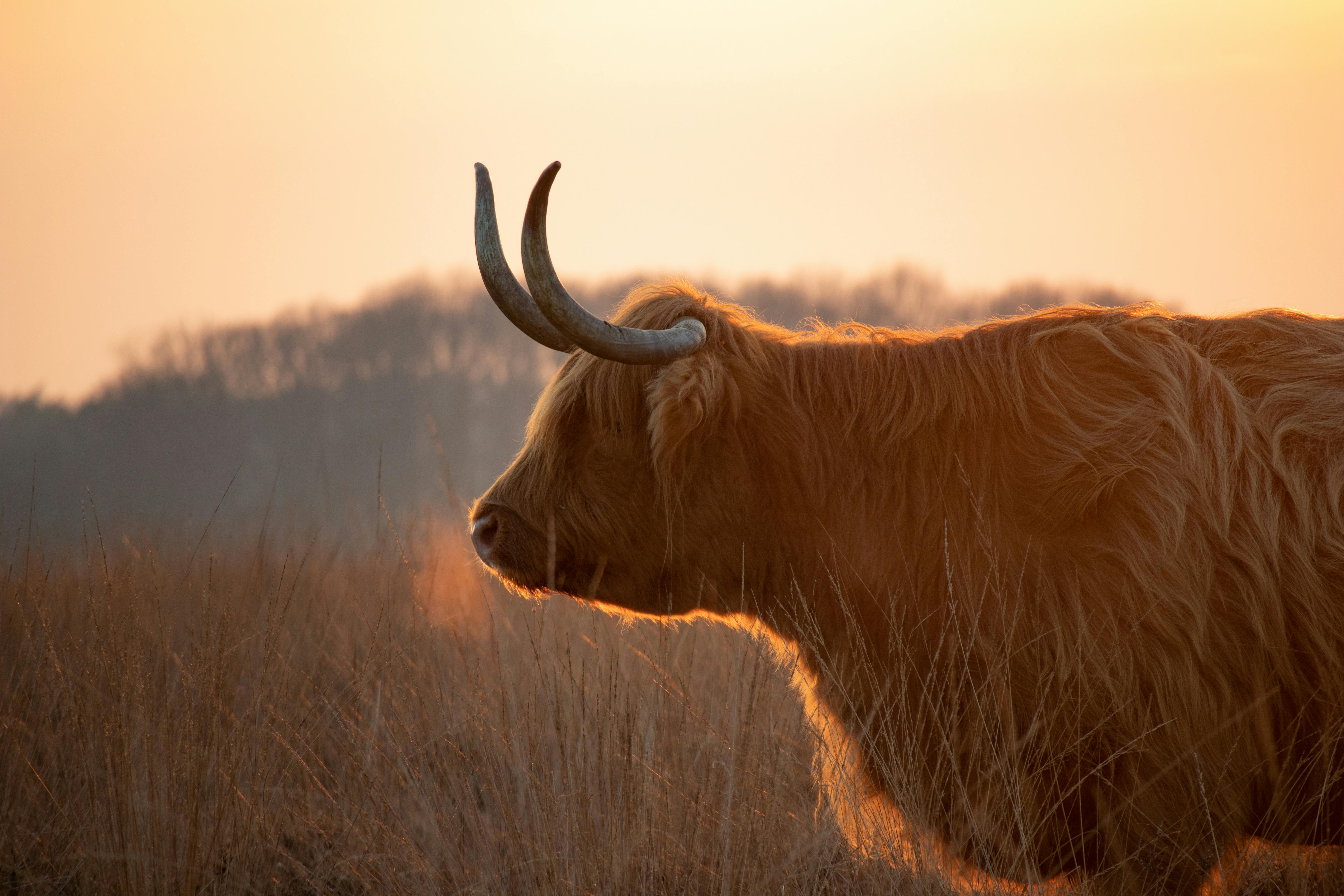 Majestic Highland Cow Grazing at Sunset in Drenthe · Free Stock Photo