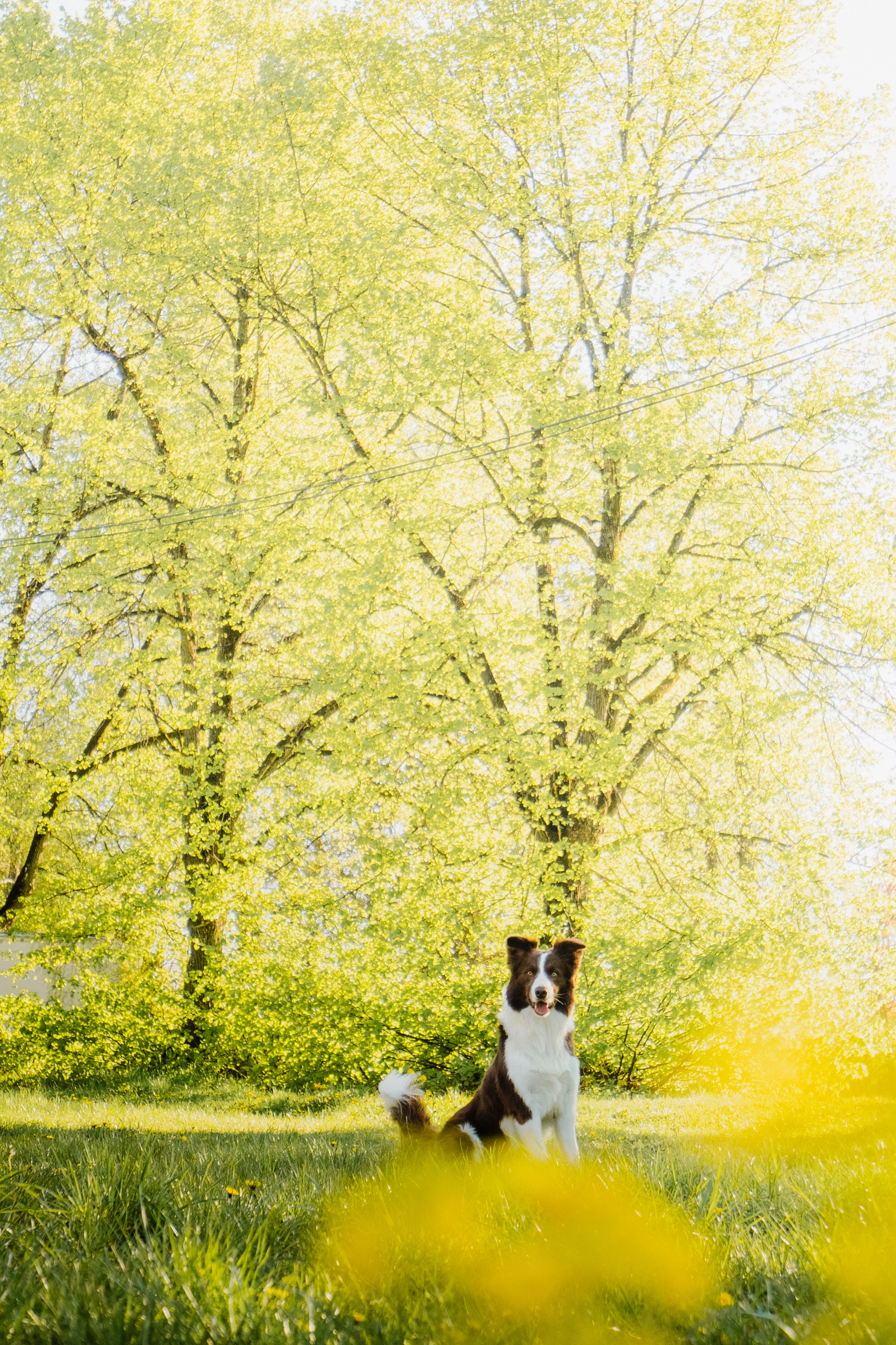 Border Collie in a Sunlit Spring Meadow · Free Stock Photo