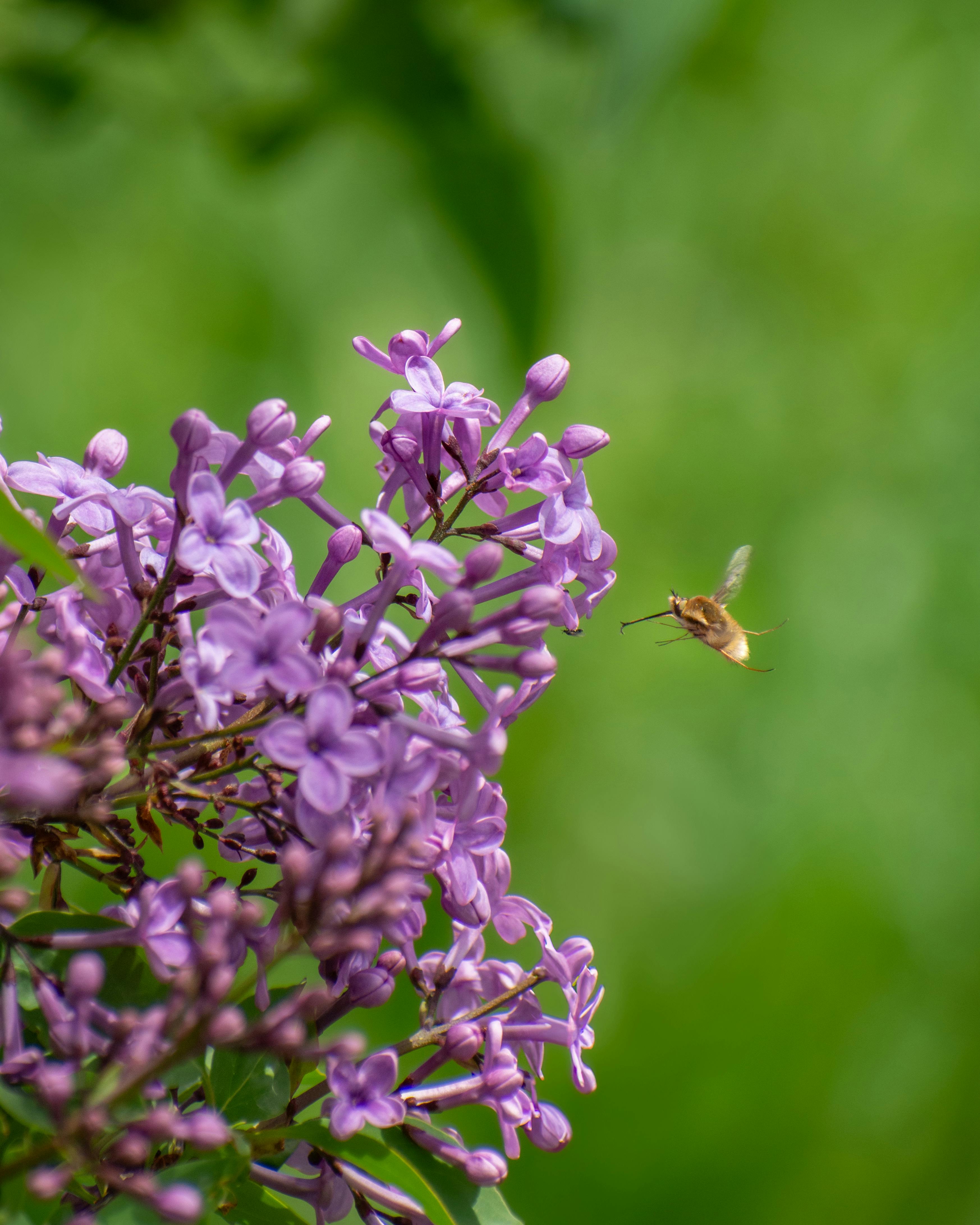 Vibrant Lilac in Bloom with Hummingbird Moth · Free Stock Photo