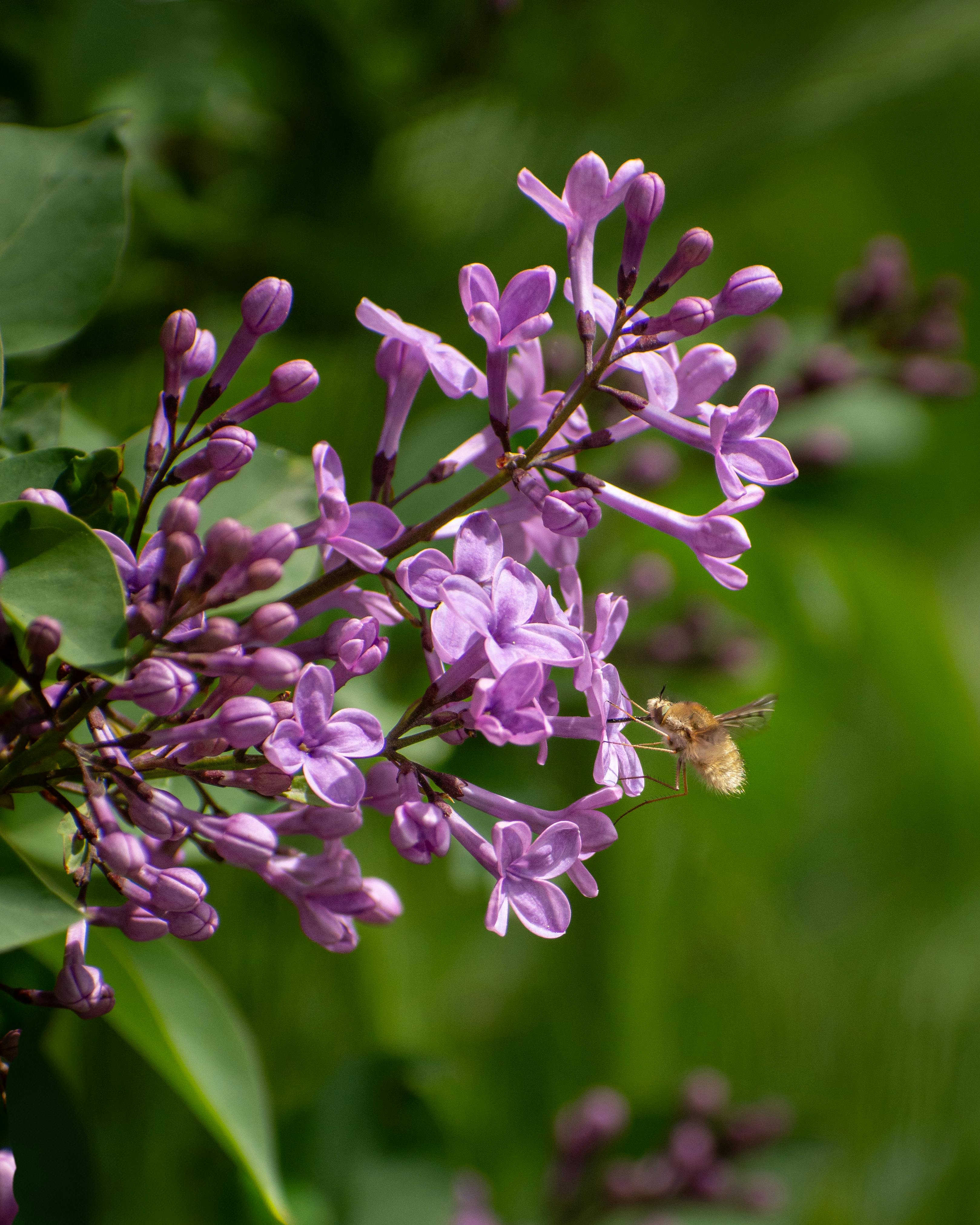 Vibrant Lilac Flower with Pollinating Insect · Free Stock Photo