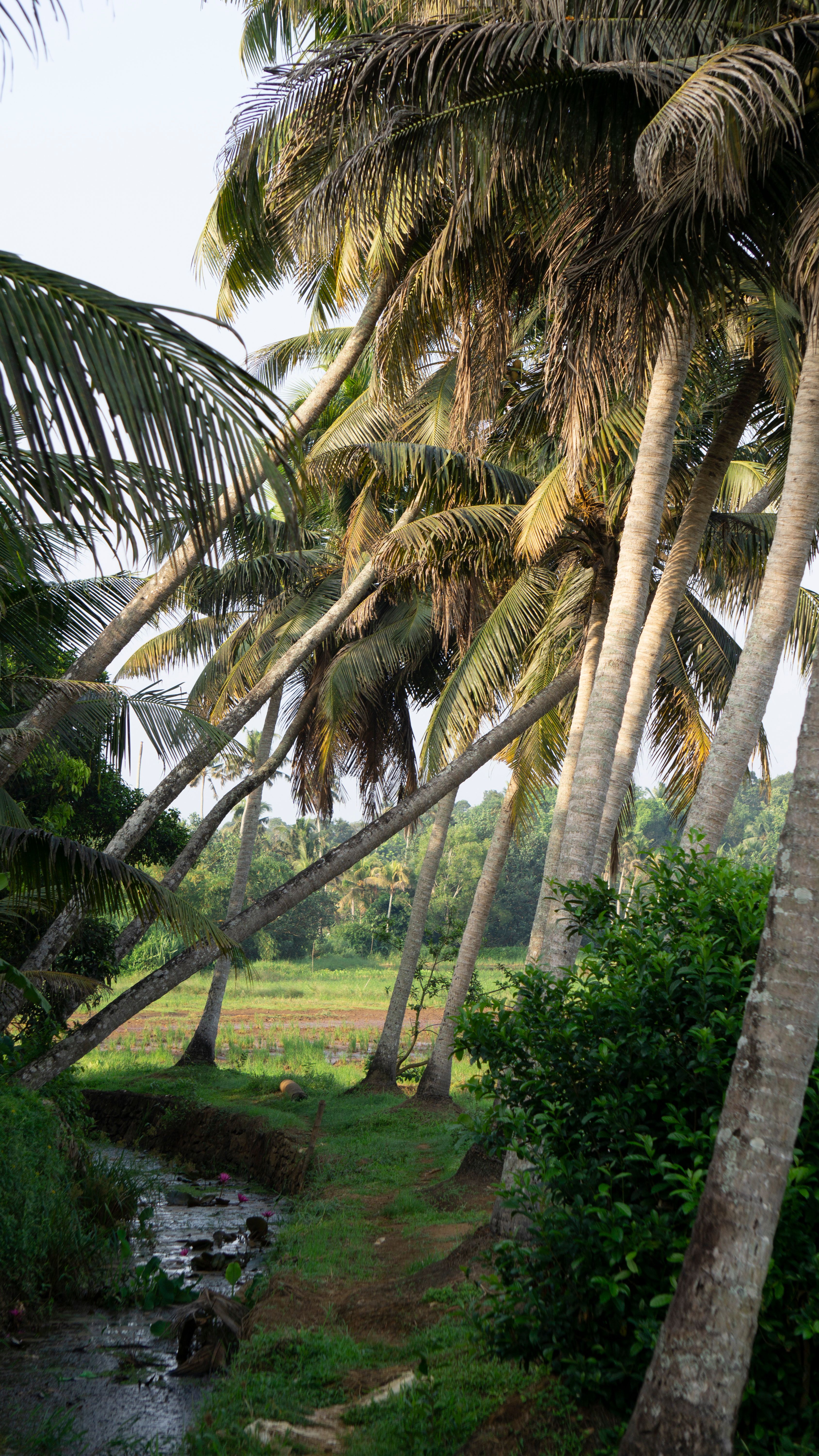 Tropical Palm Tree Landscape by a Stream · Free Stock Photo