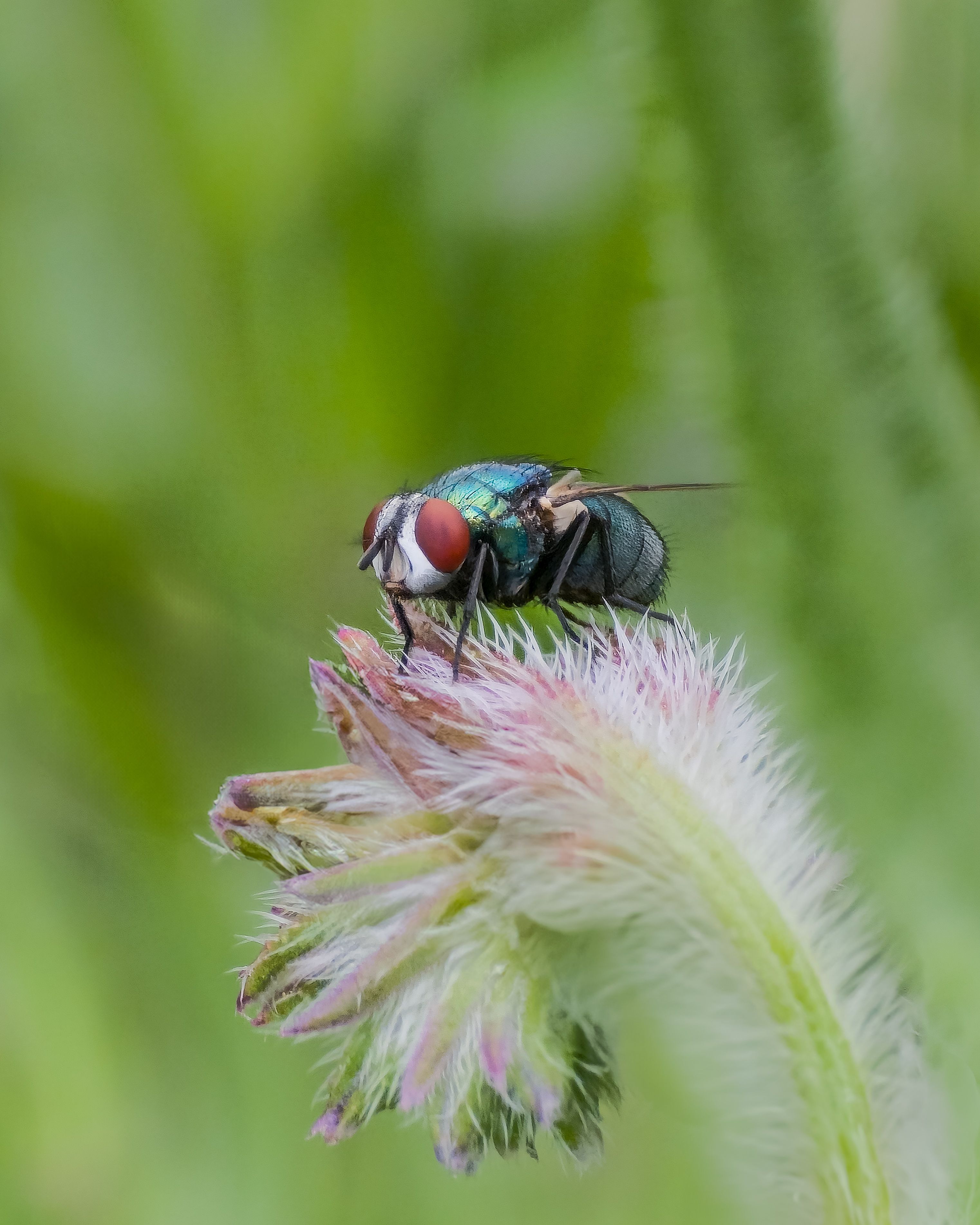 Fly Photos, Download The BEST Free Fly Stock Photos & HD Images