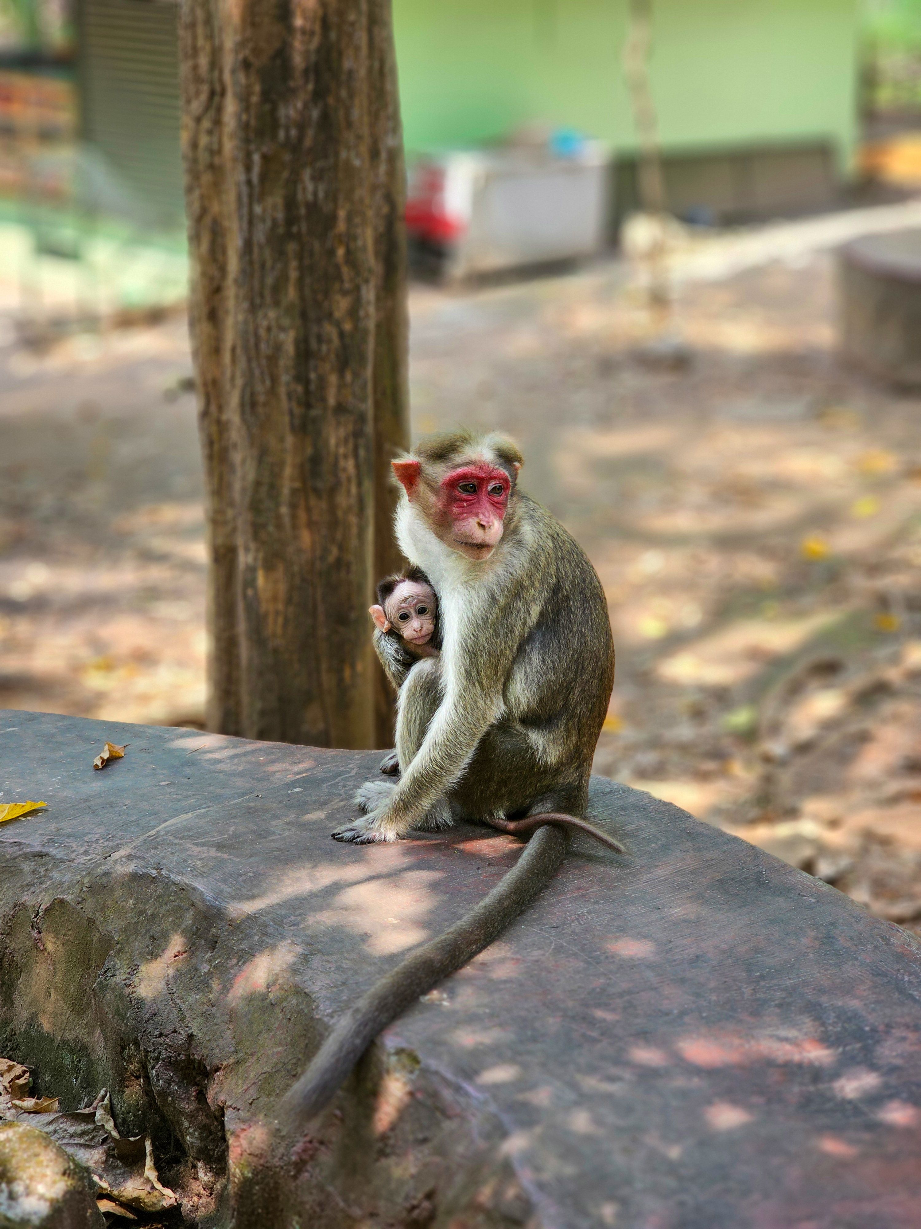 Red Faced Monkey Photos, Download The BEST Free Red Faced Monkey Stock ...