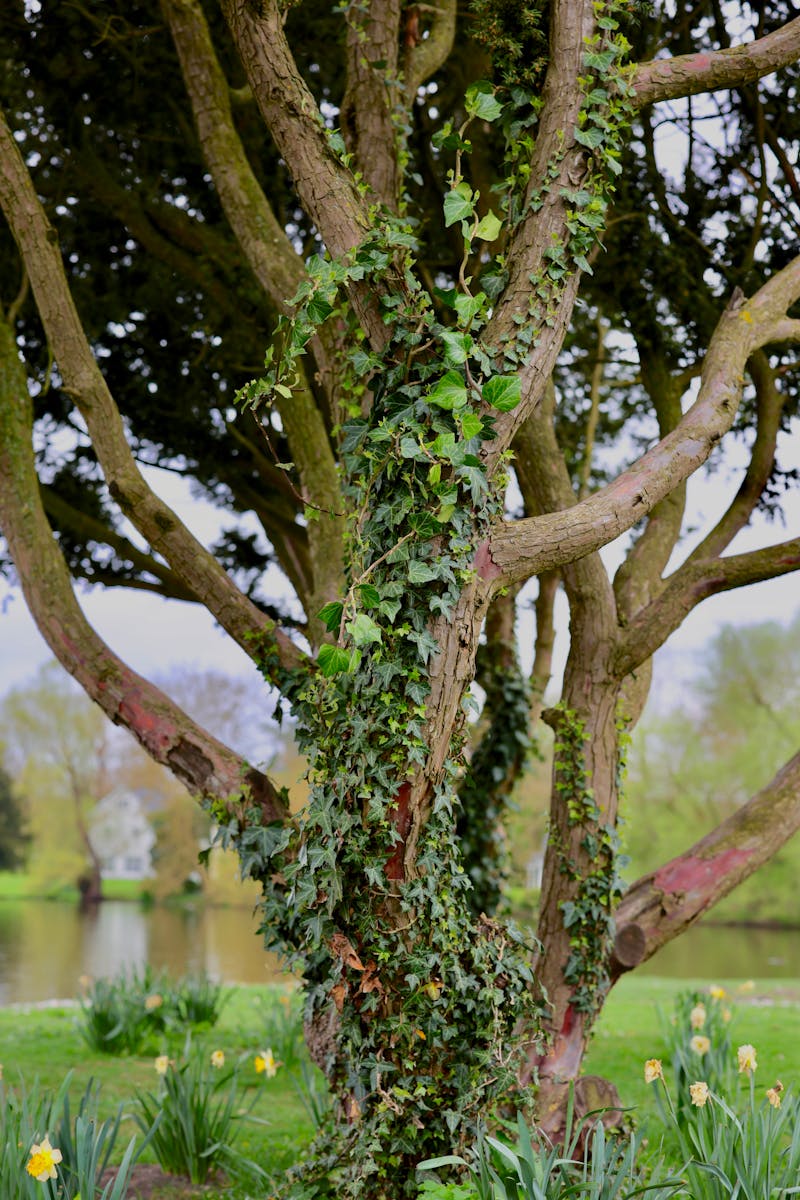 Oak Tree Photos, Download The BEST Free Oak Tree Stock Photos & HD Images