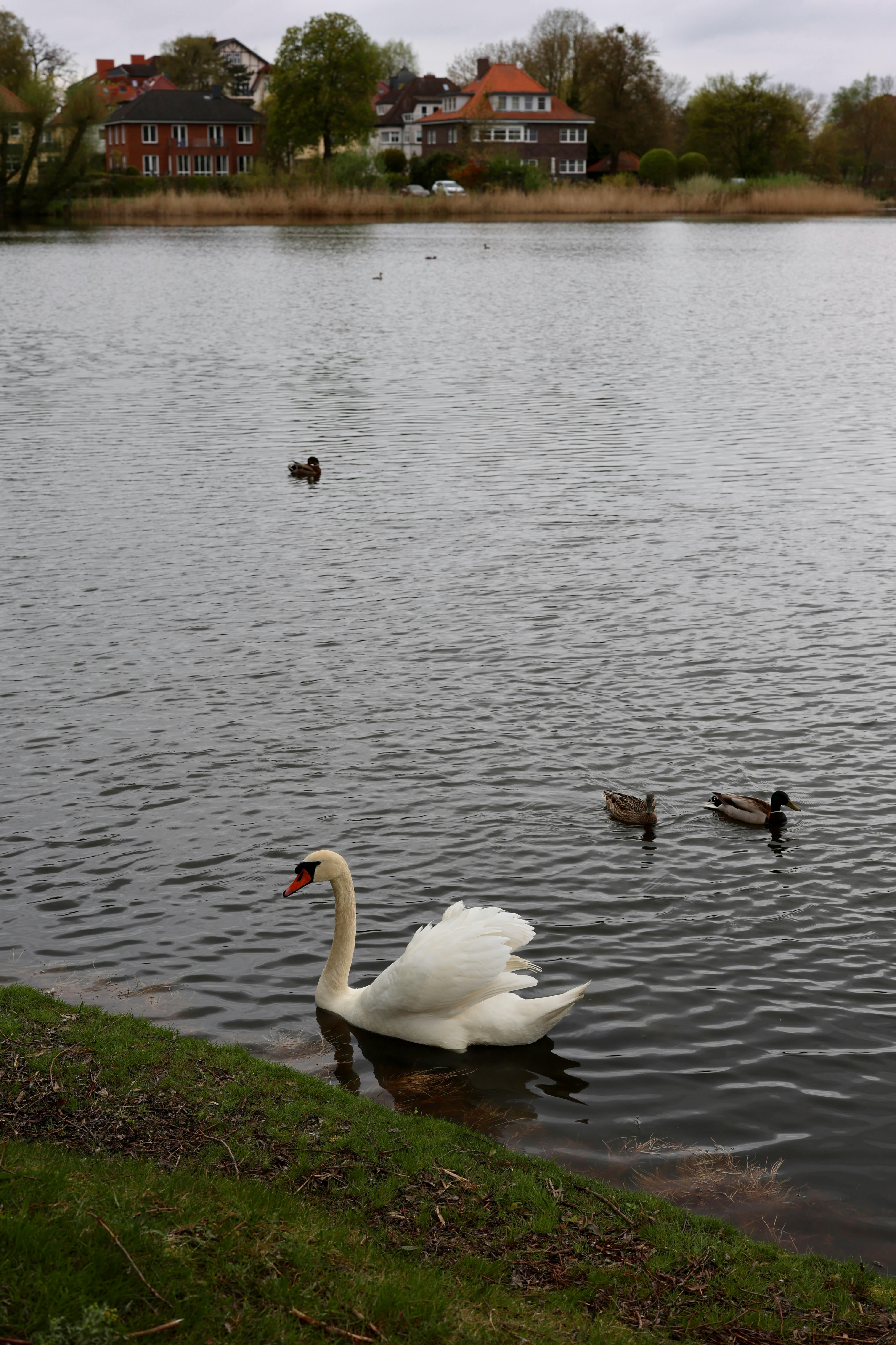 Swan and Ducks on Tranquil Lake in Stralsund · Free Stock Photo
