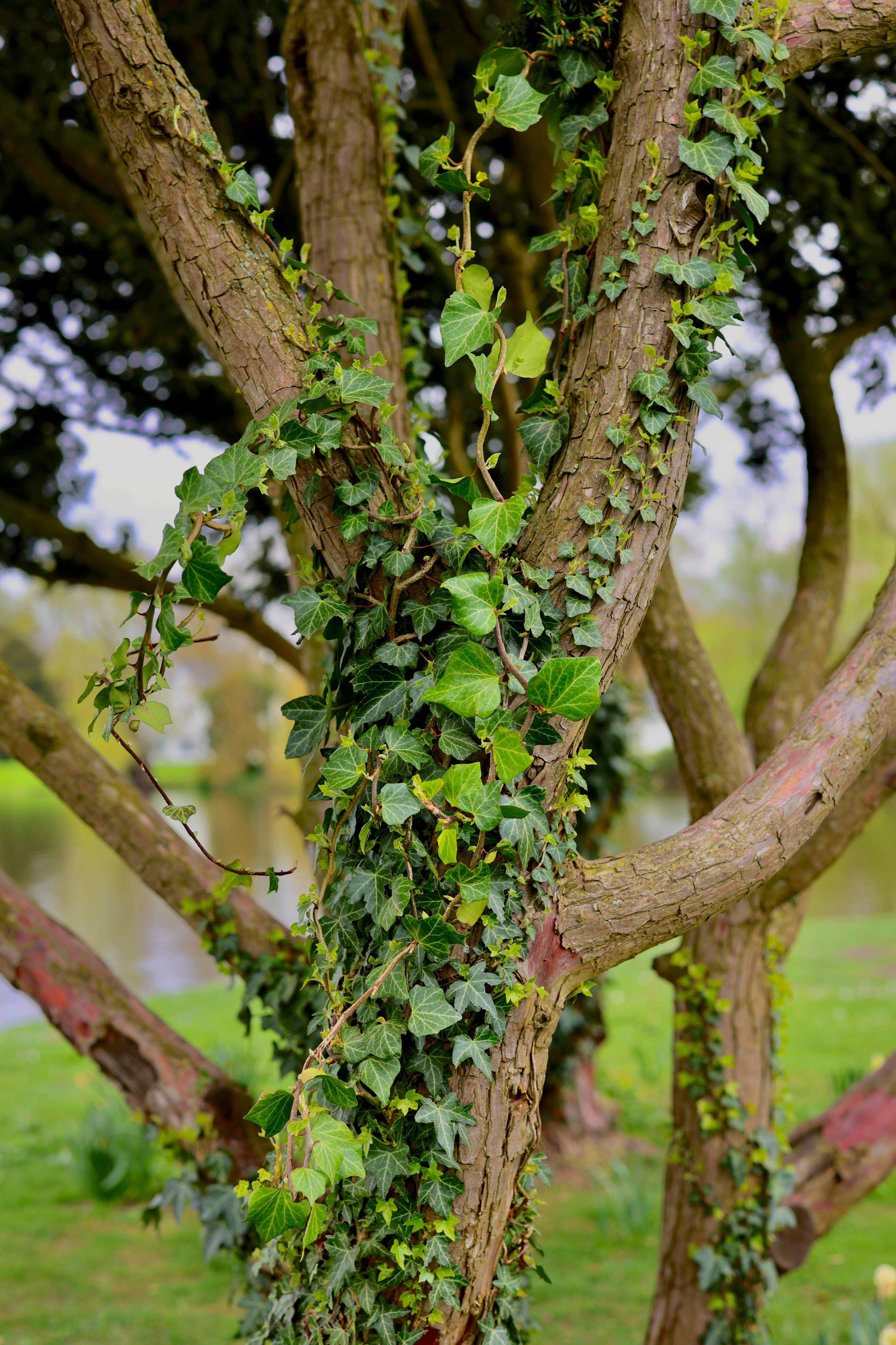 Eleman Vine Photos, Download The BEST Free Eleman Vine Stock Photos ...