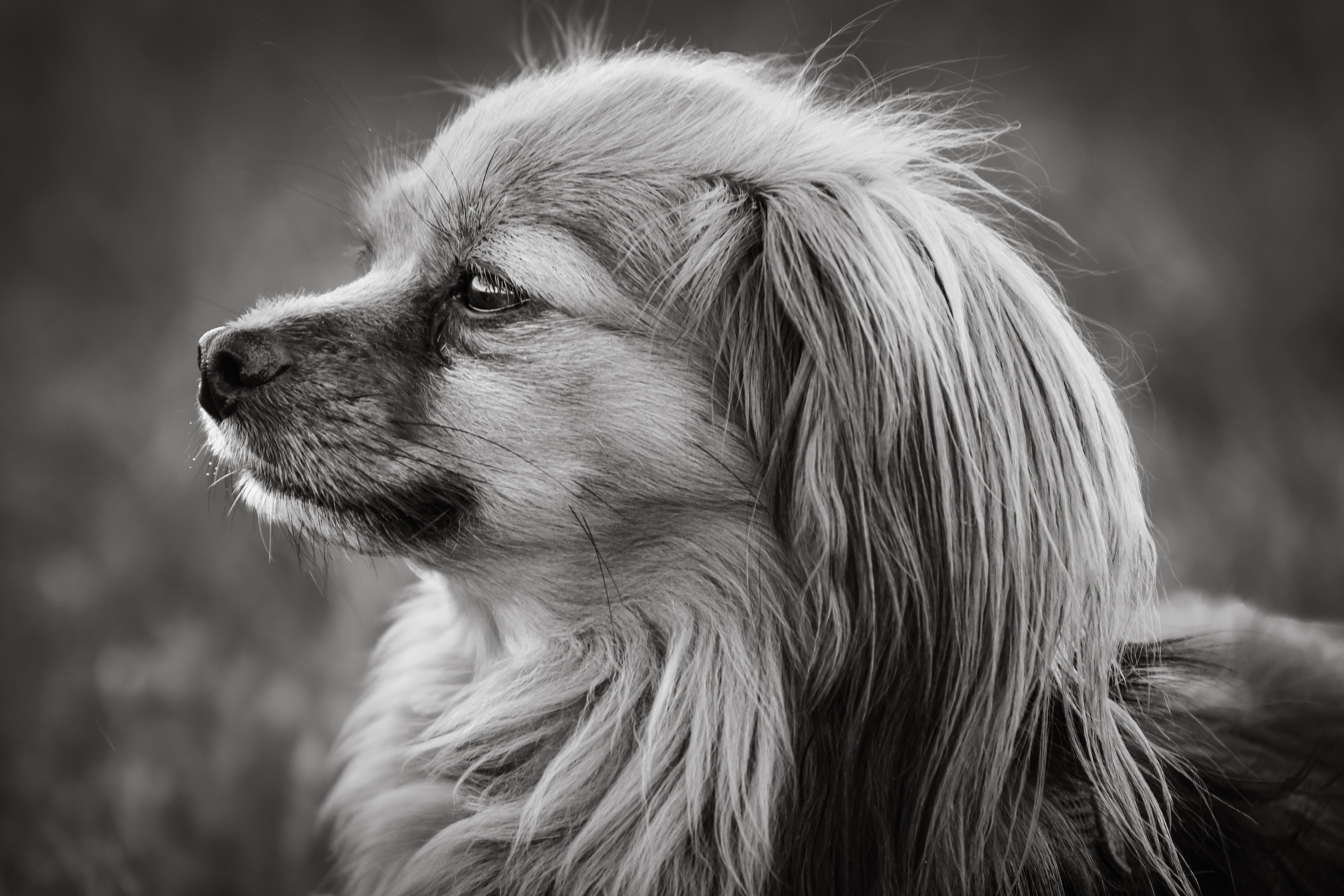 Close-up Portrait of a Small Long-Haired Dog · Free Stock Photo
