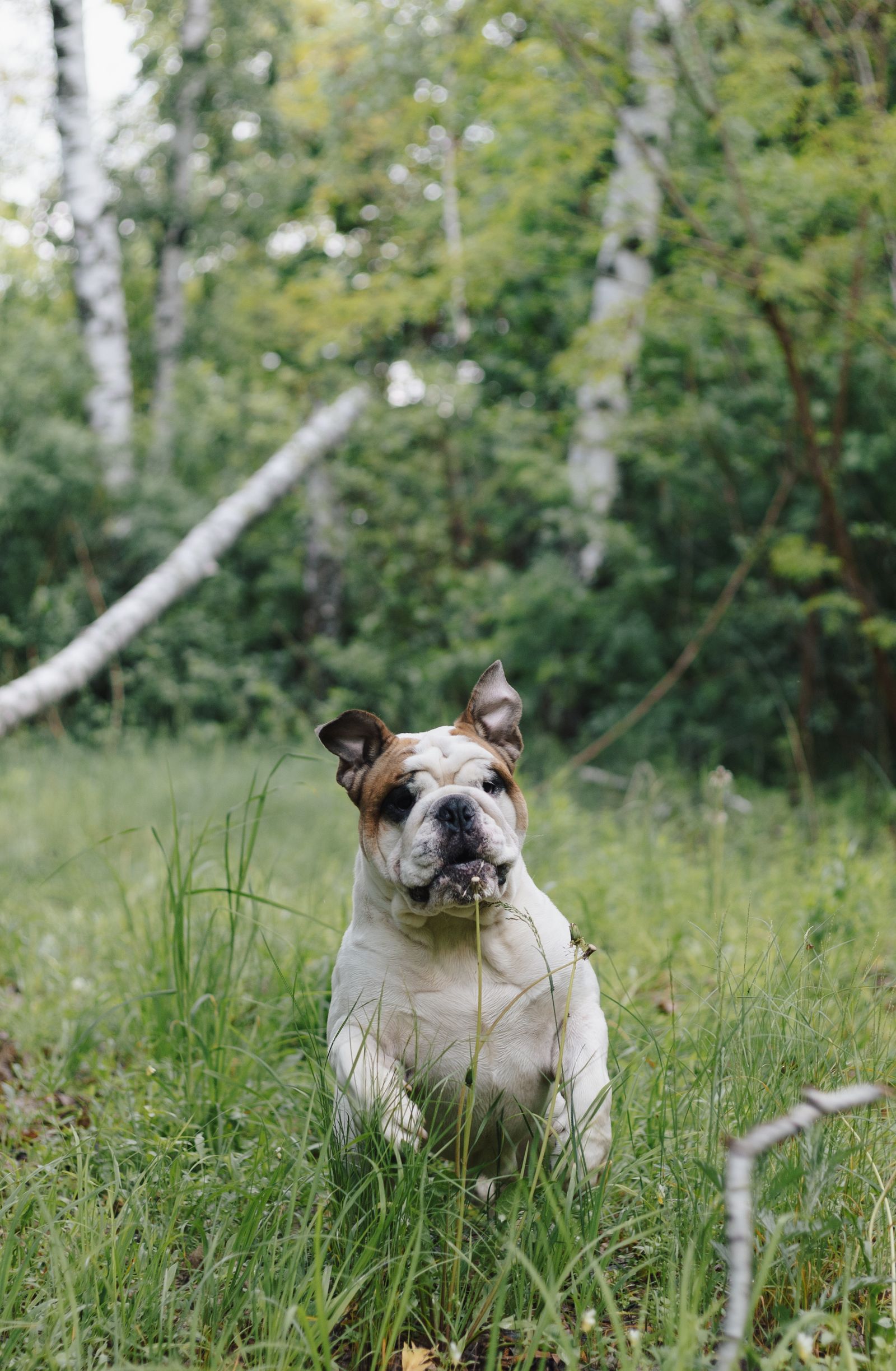 English Bulldog Photos, Download The BEST Free English Bulldog Stock ...