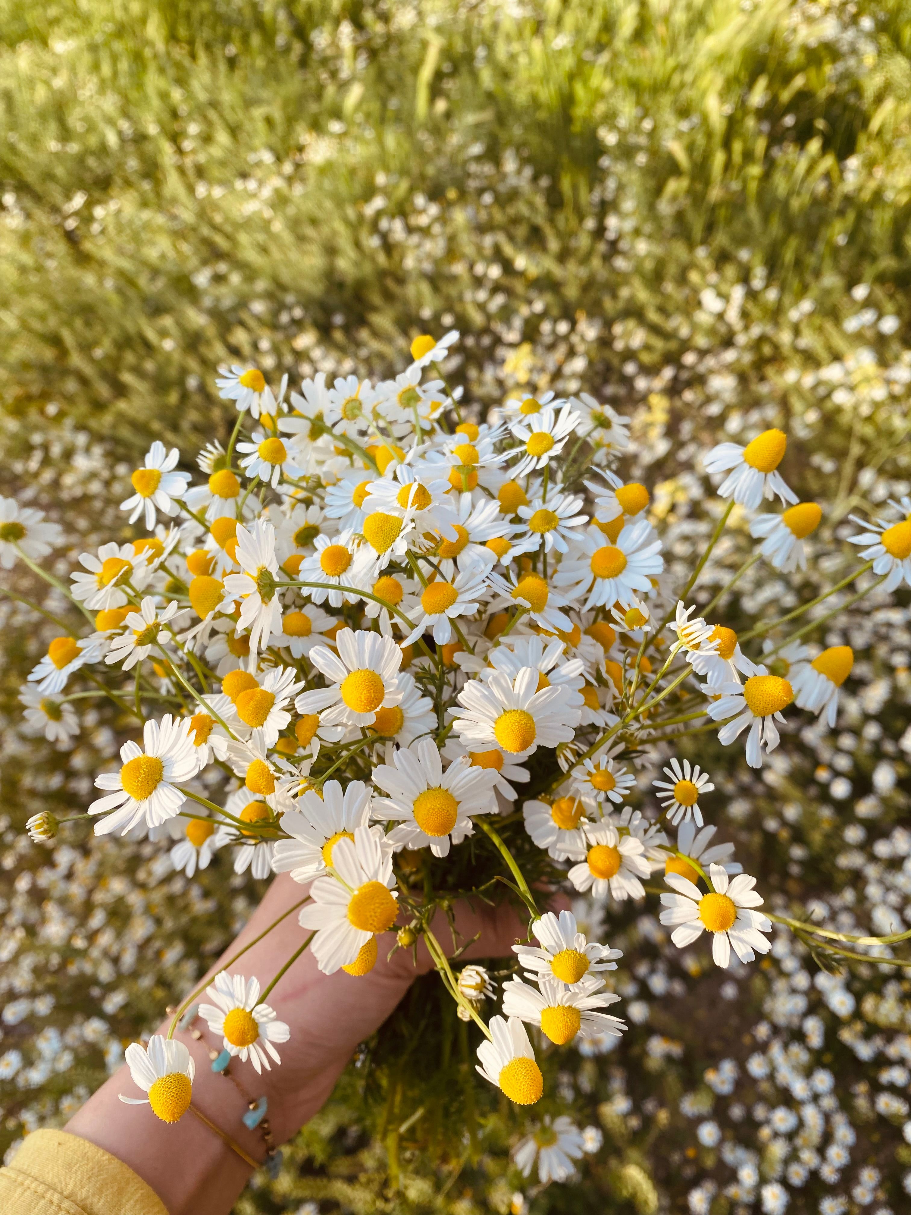 Hand Holding Fresh Daisies in Sunny Meadow · Free Stock Photo