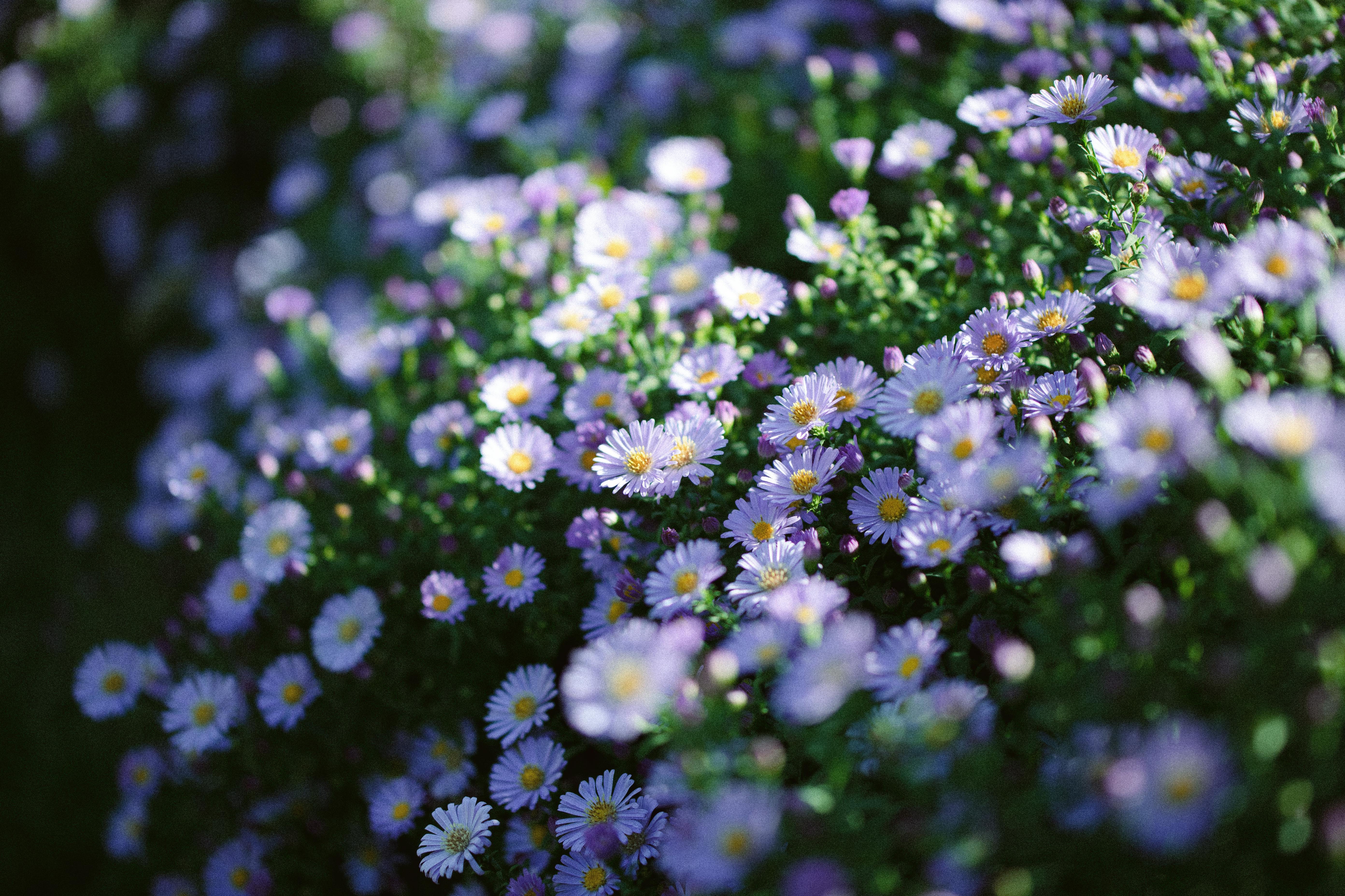 Vibrant Purple Asters in Bloom Outdoors · Free Stock Photo