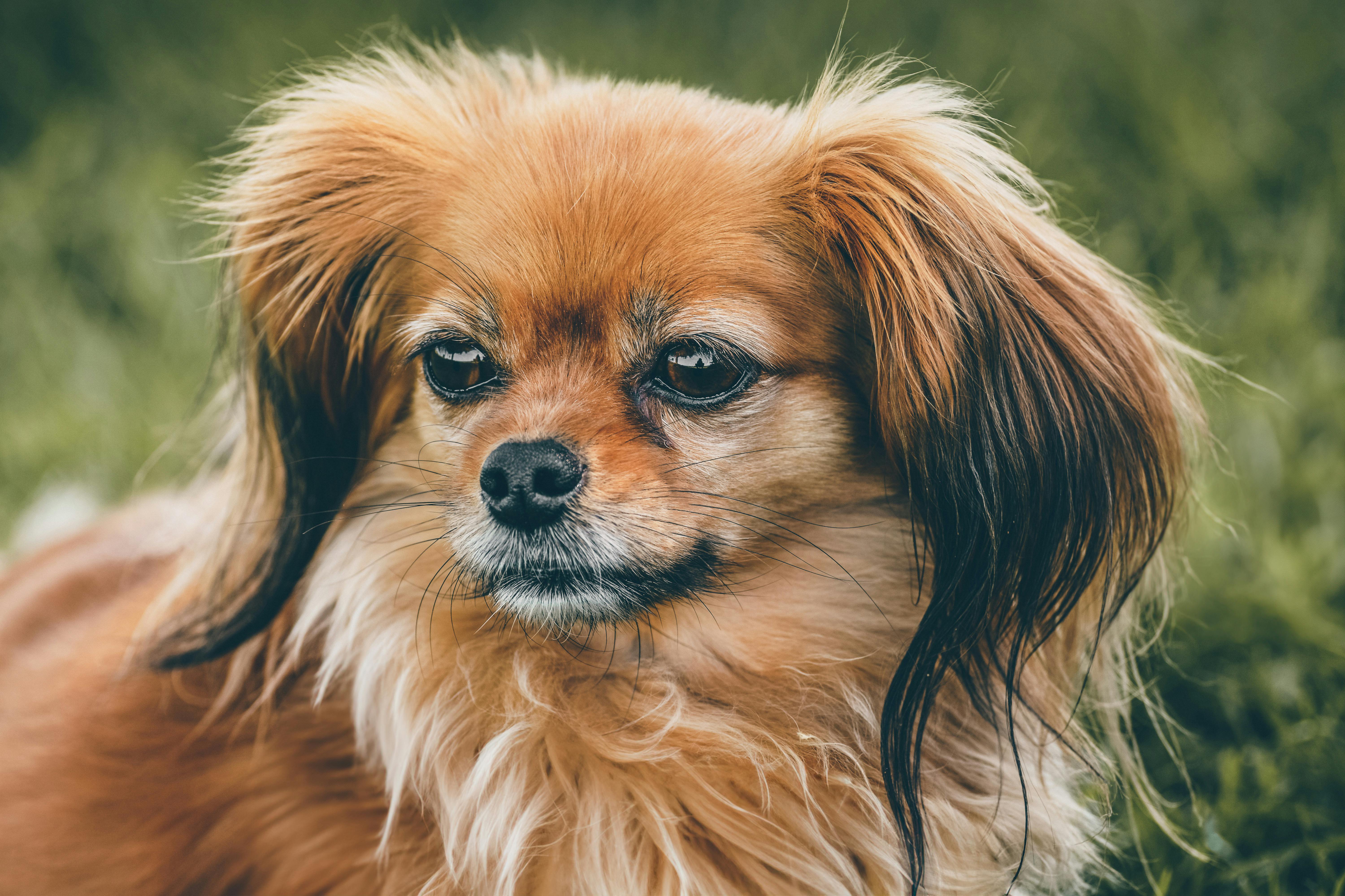 Close-Up Portrait of a Small Long-Haired Dog · Free Stock Photo
