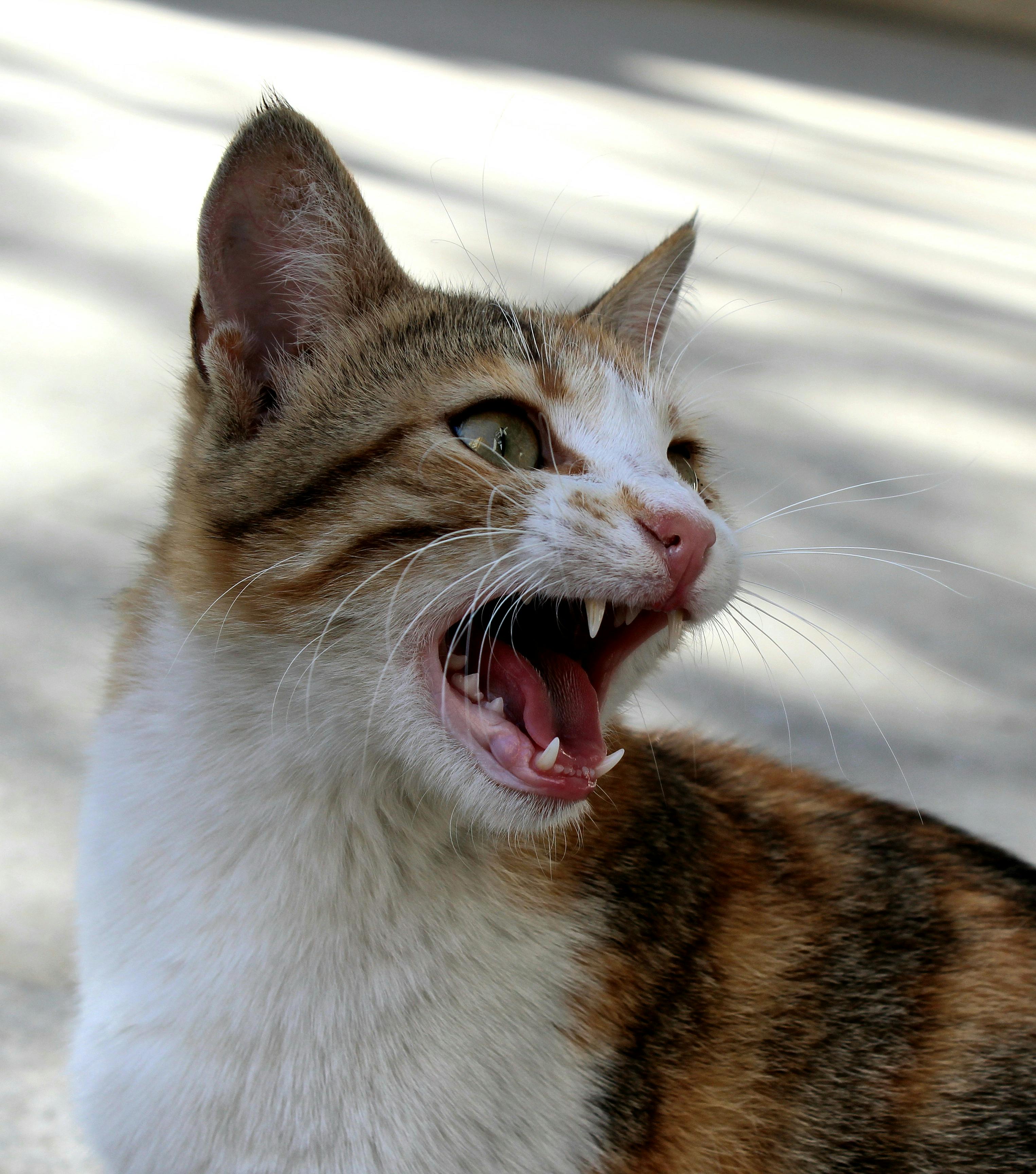 Close-up of a Vocalizing Domestic Cat Outdoors · Free Stock Photo