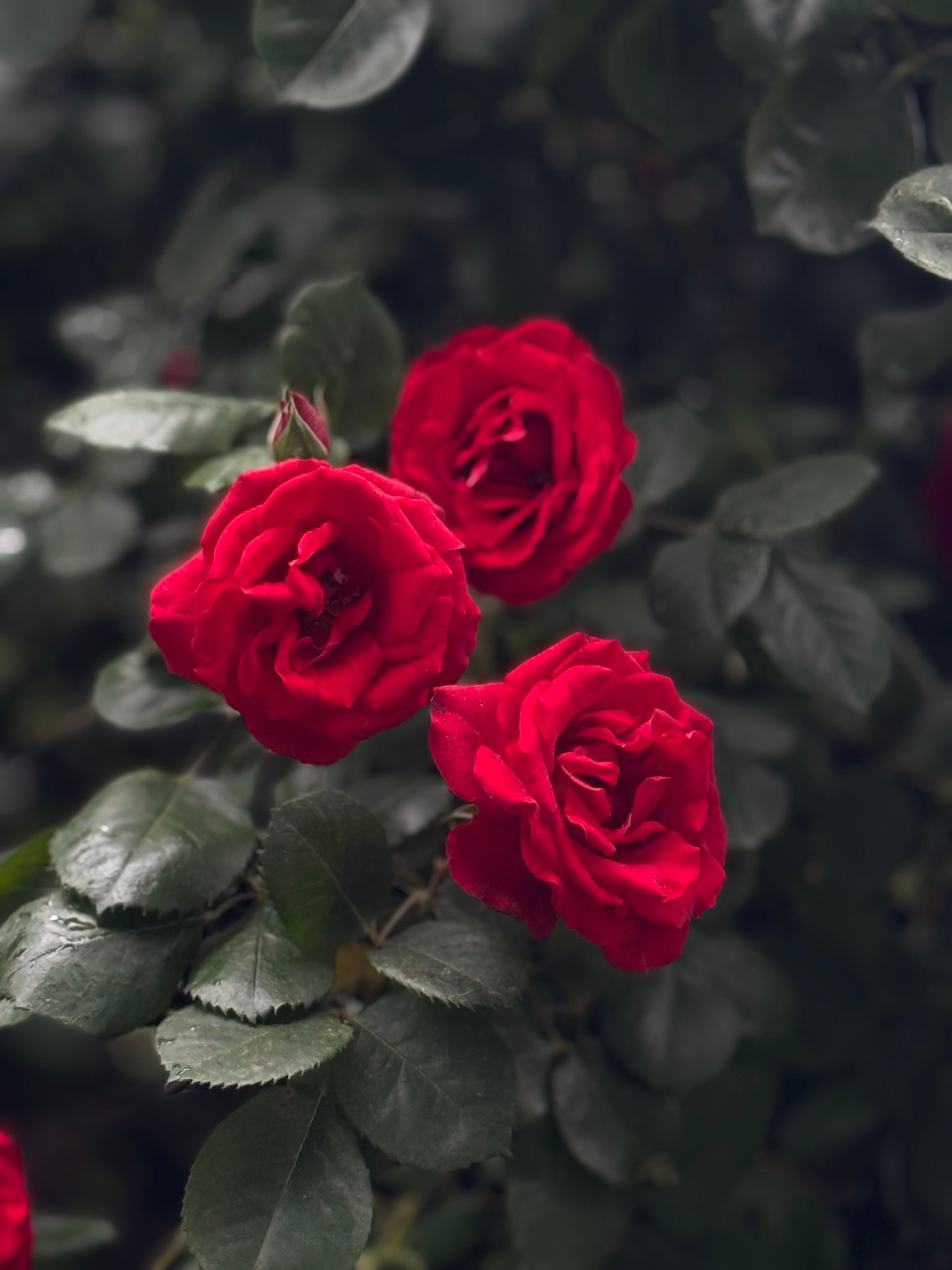 Vibrant Red Roses in a Lush Garden Setting · Free Stock Photo