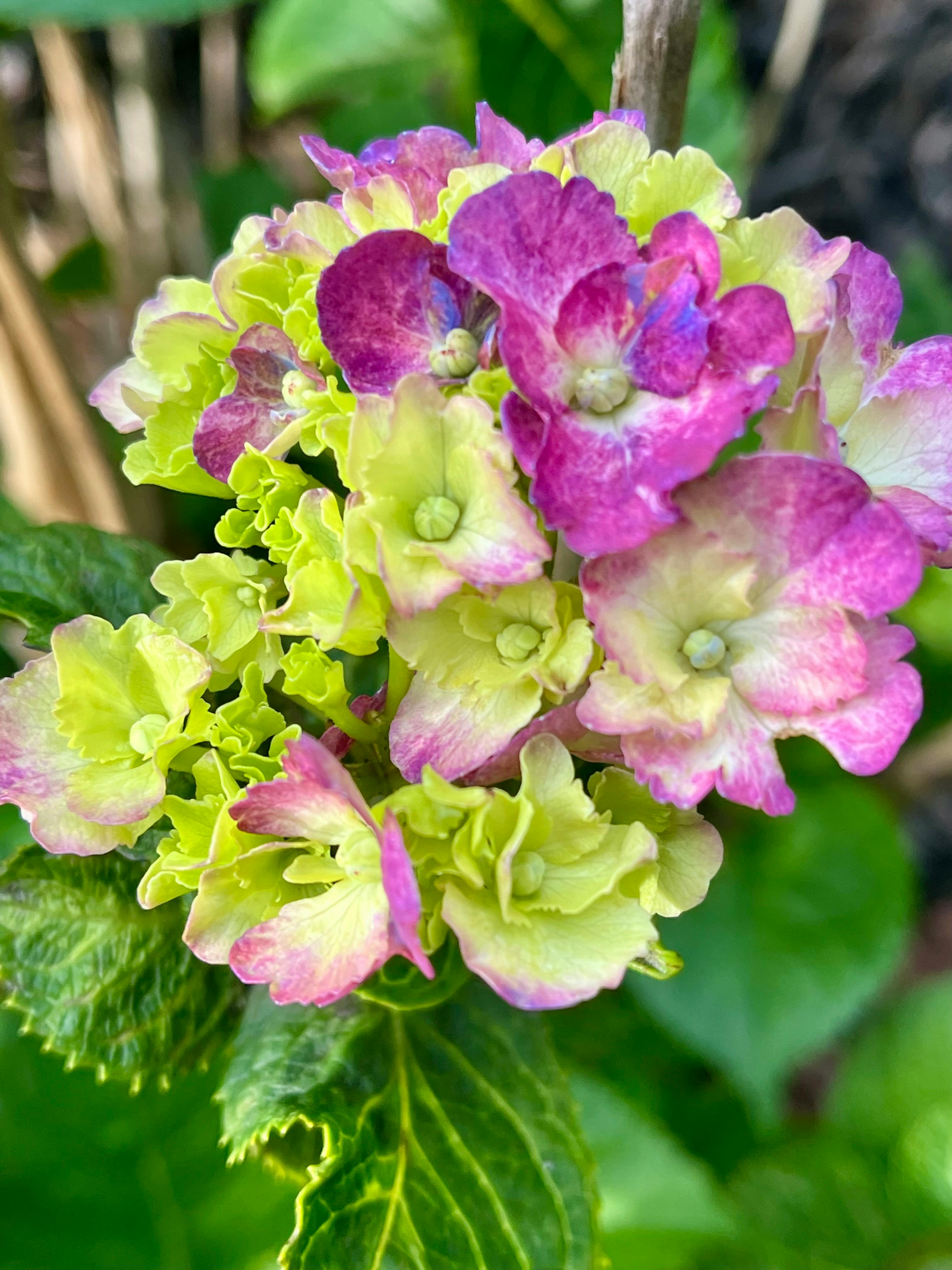 Vibrant Pink and Green Hydrangea Bloom Close-Up · Free Stock Photo