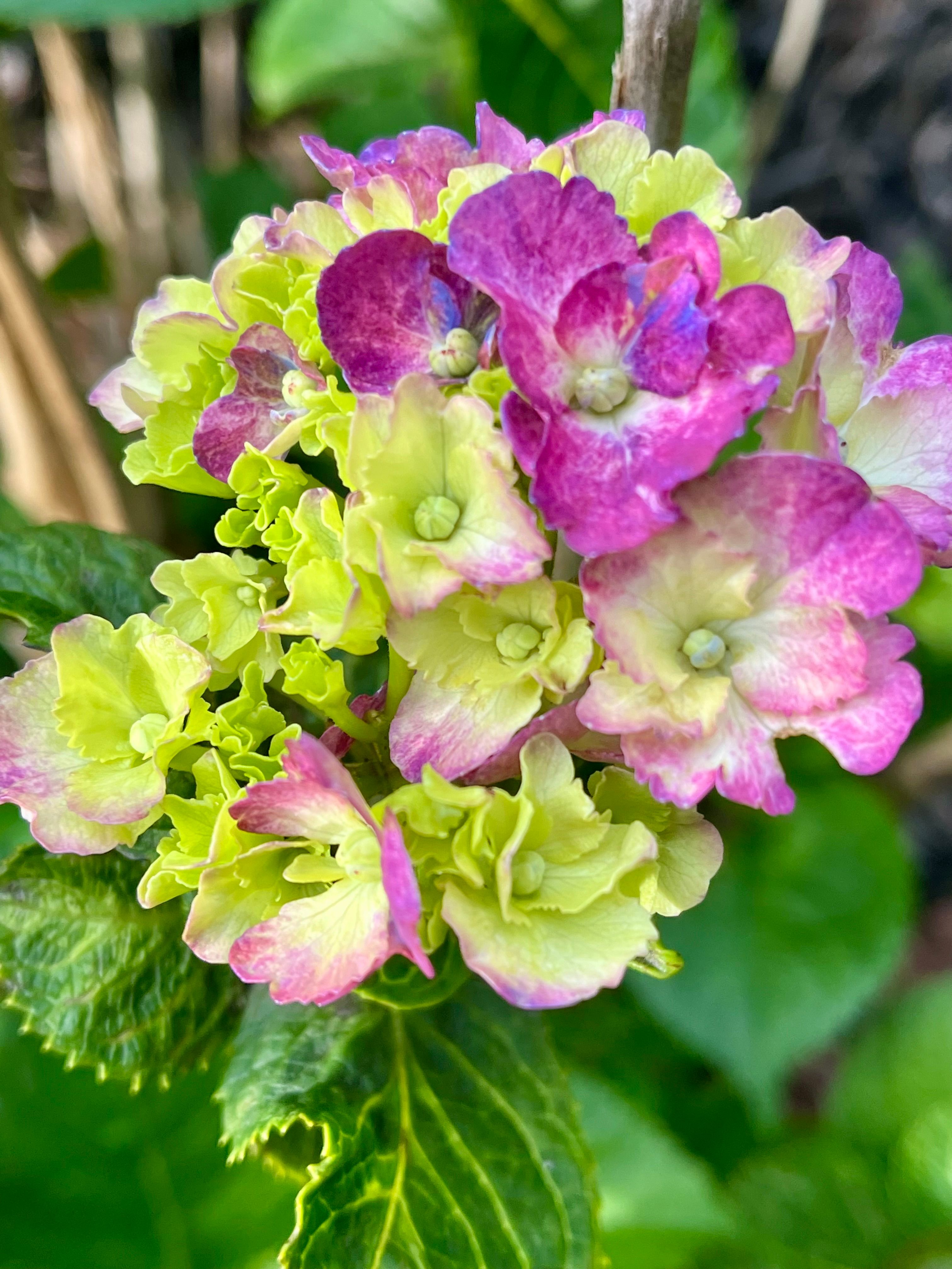 Vibrant Pink and Green Hydrangea Bloom Close-Up · Free Stock Photo