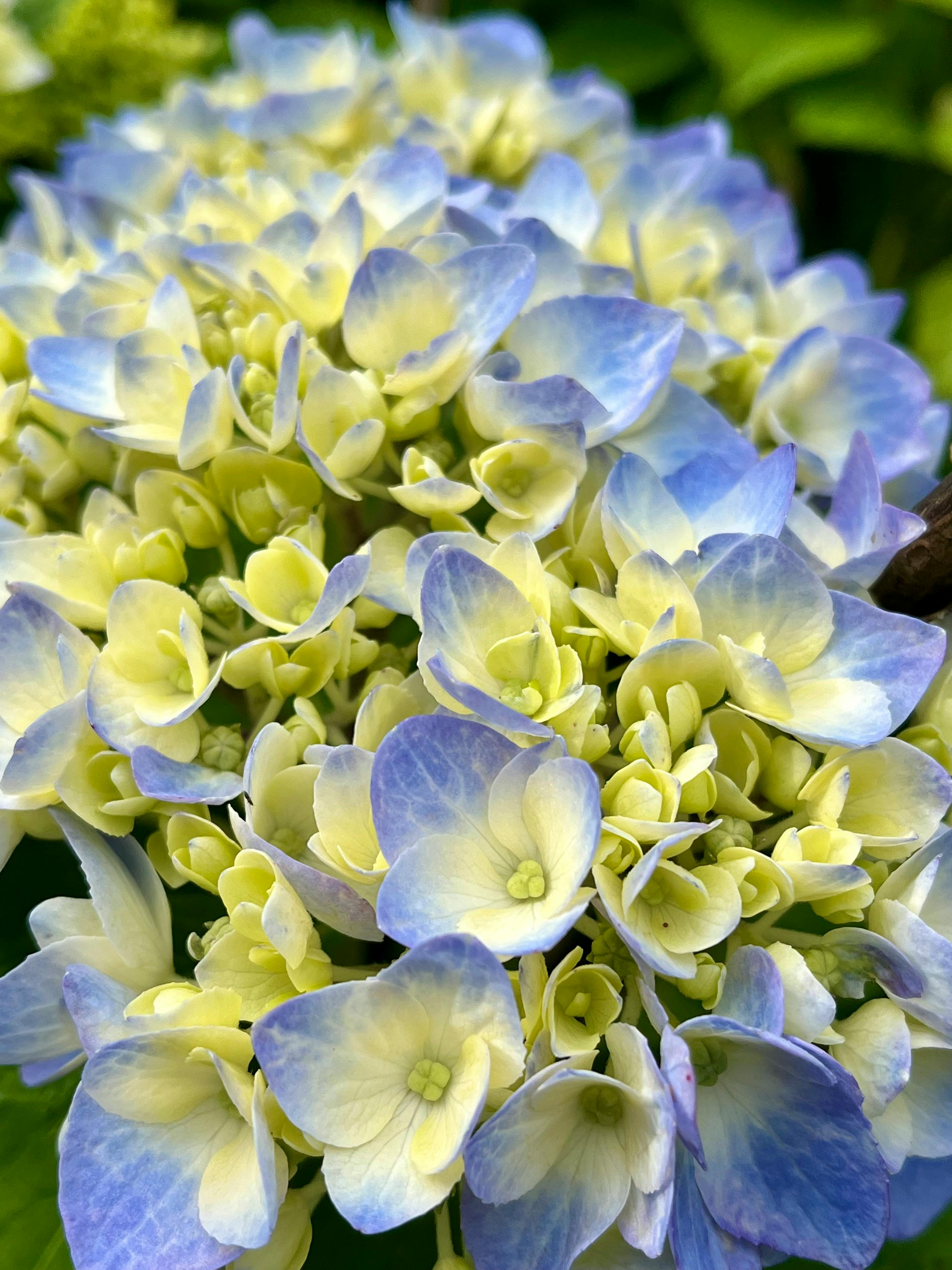 Close-up of Vibrant Blue and Yellow Hydrangeas · Free Stock Photo