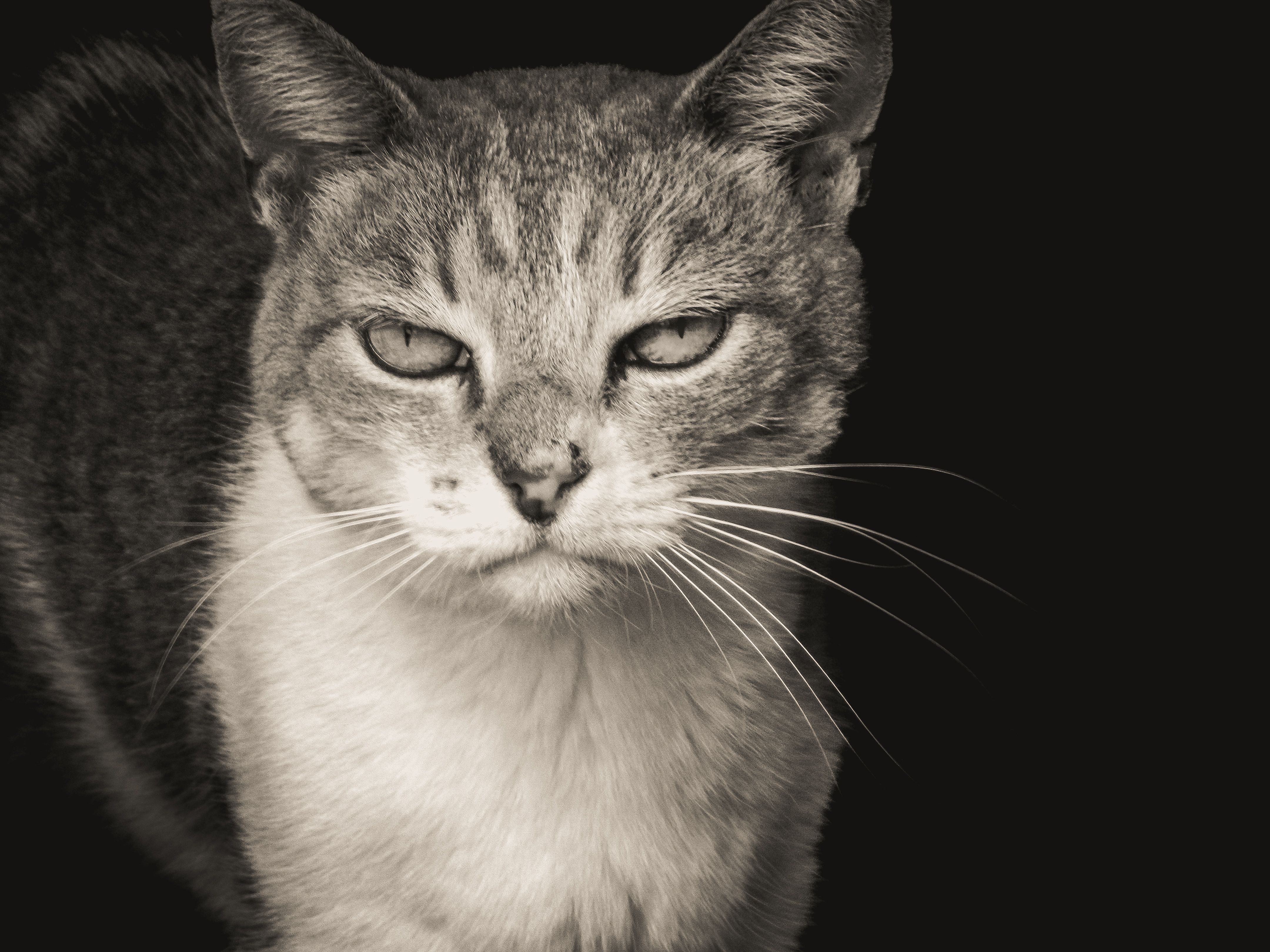 Goofy Ahh Cat Photos, Download The BEST Free Goofy Ahh Cat Stock Photos ...