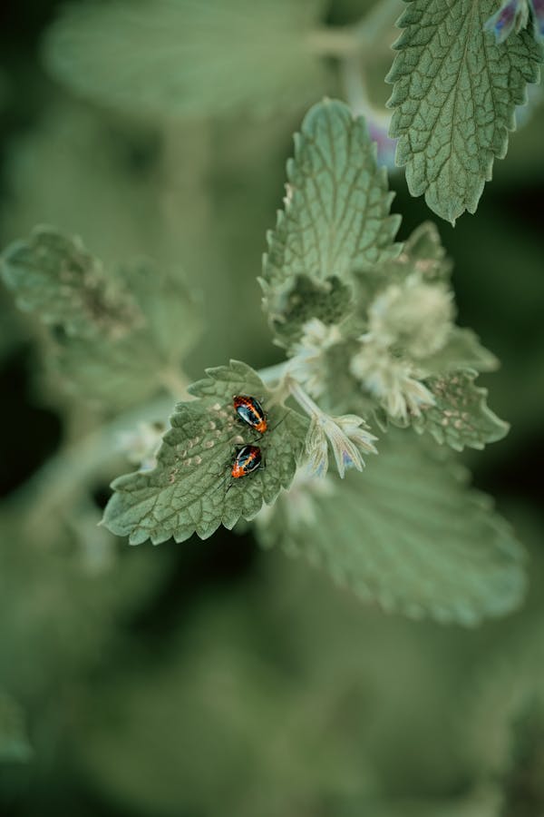 Ladybugs Photos, Download The BEST Free Ladybugs Stock Photos & HD Images