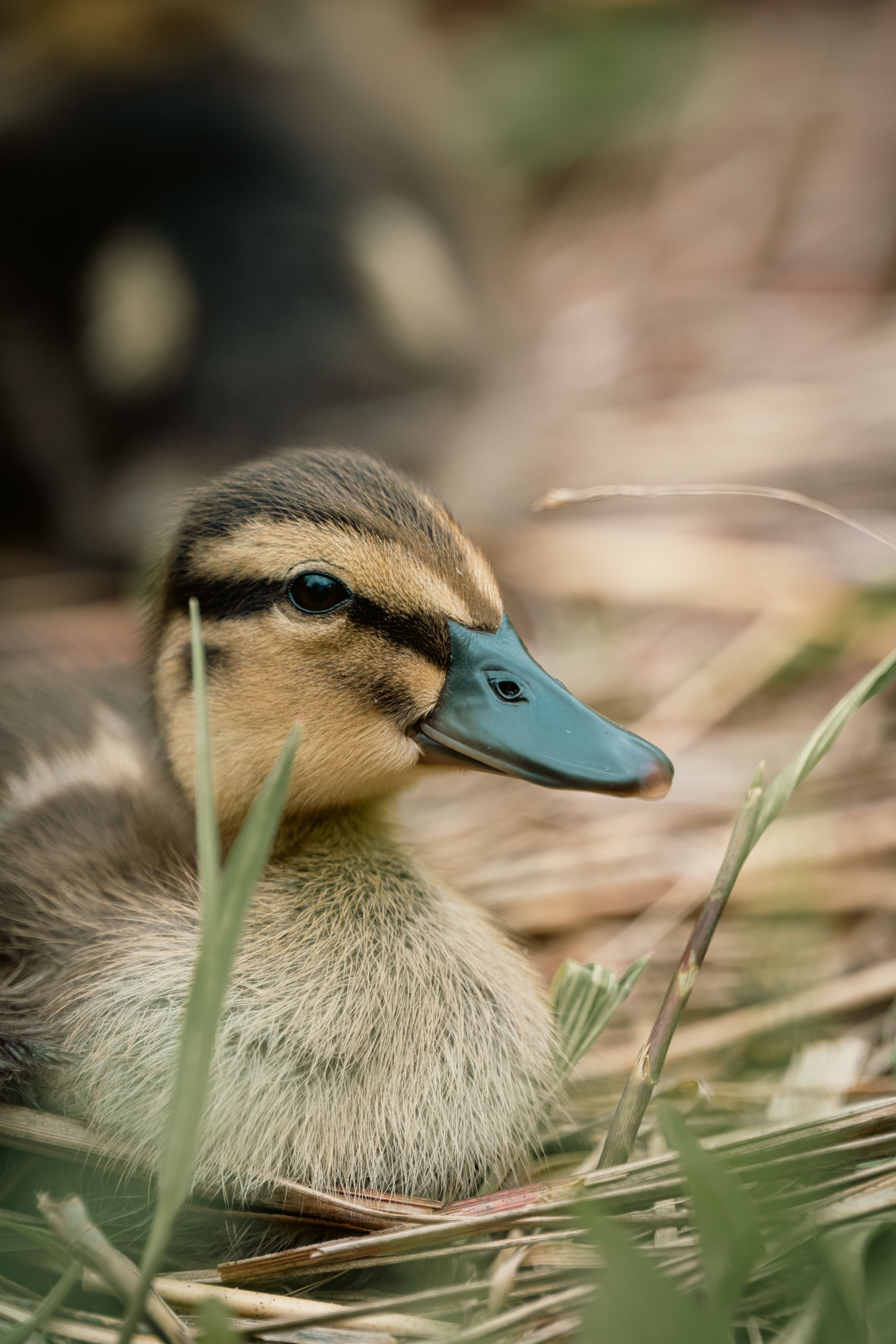 1.226+ Fotos y Imágenes de Patito Gratis · Banco de Fotos Gratis