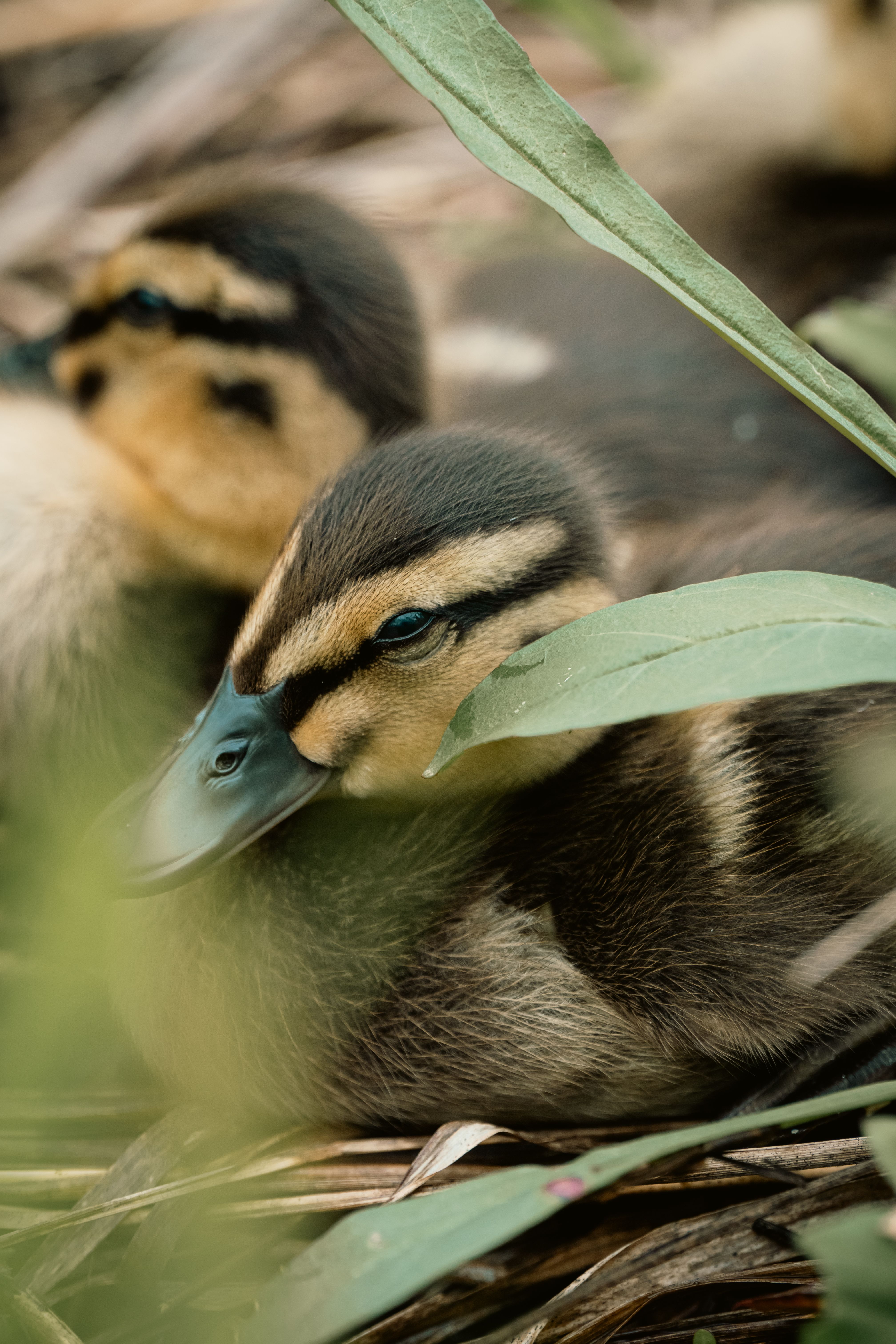 Close-Up of Ducklings Nestled in Grass · Free Stock Photo