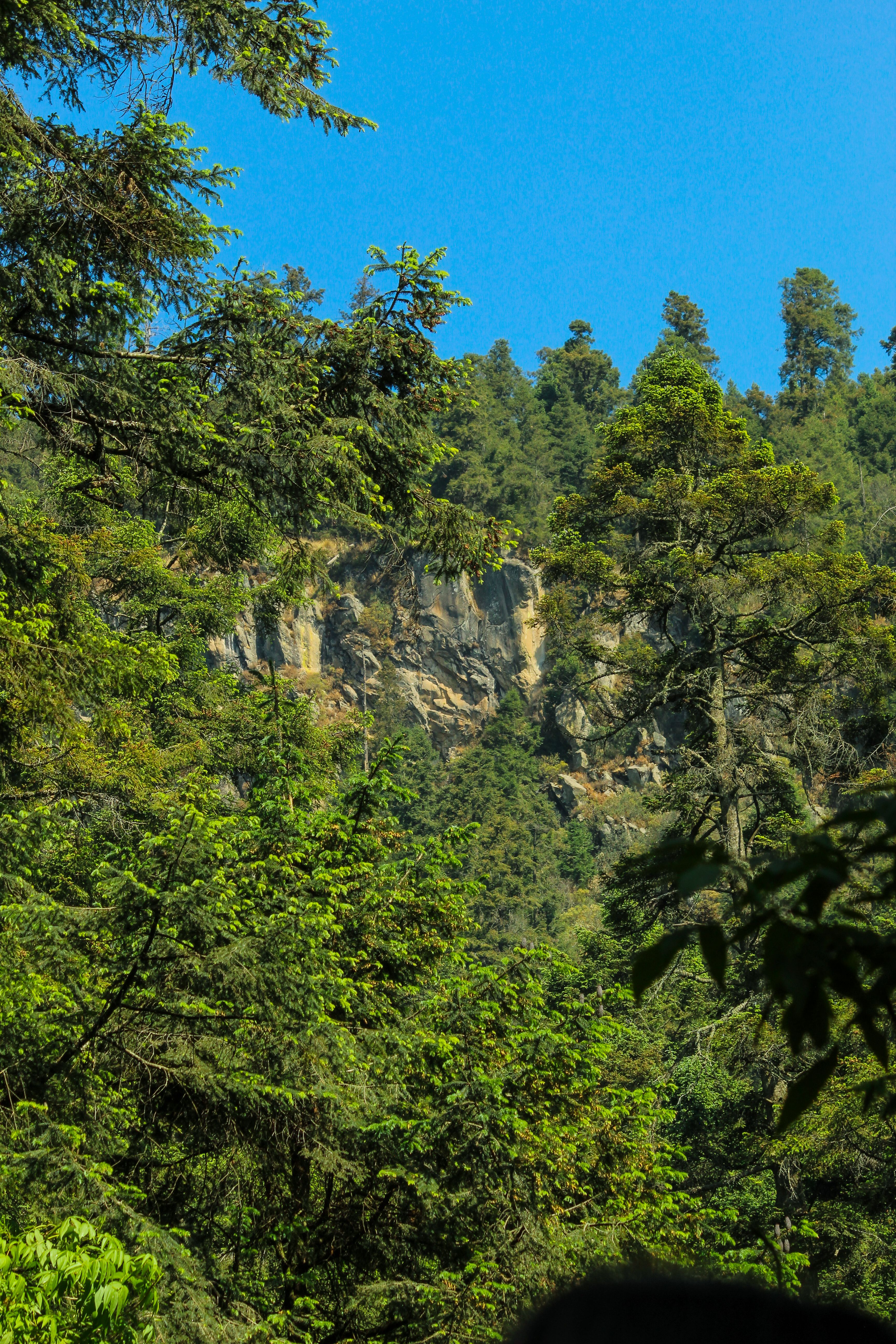 Lush Green Forest View in Ciudad de México · Free Stock Photo