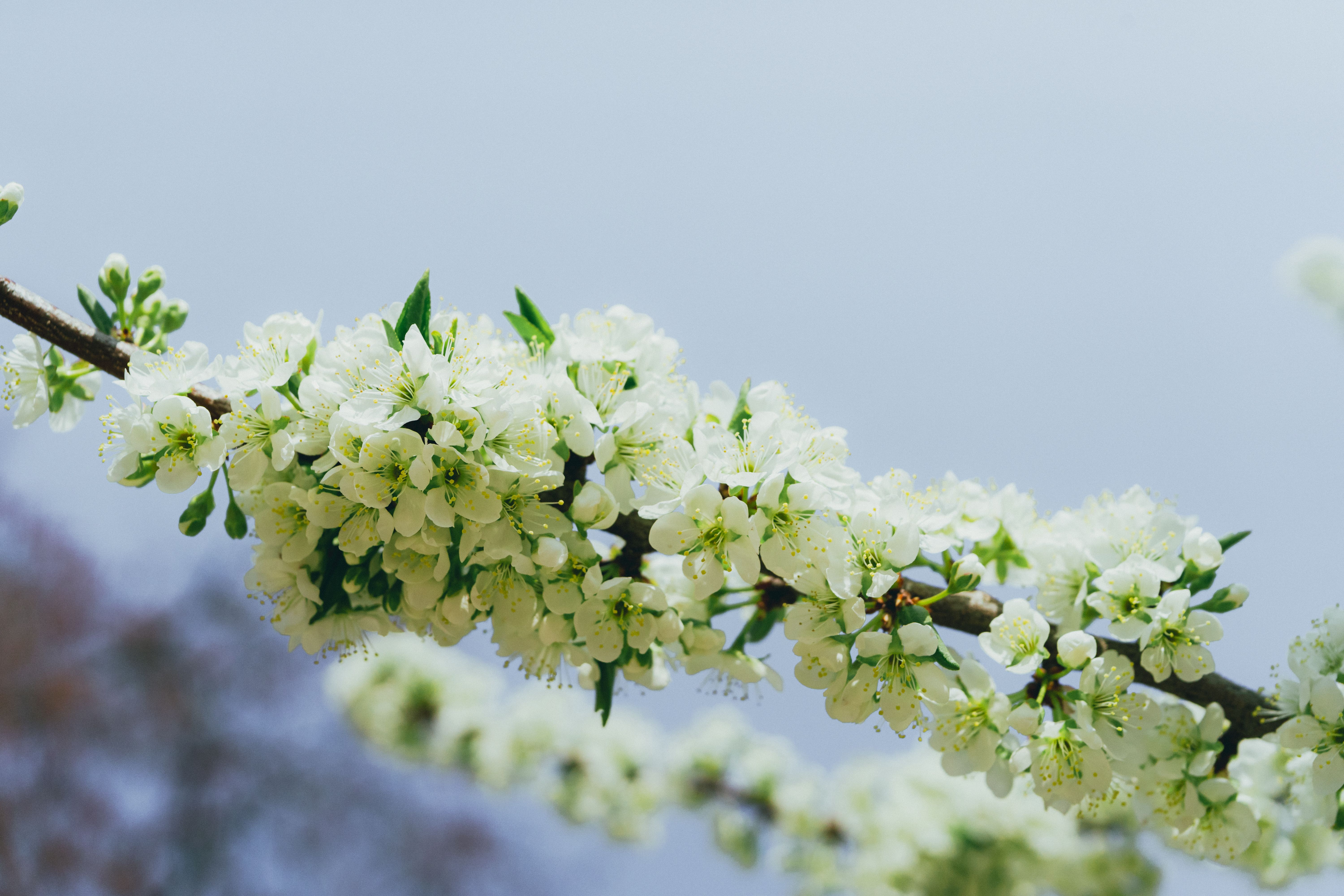 Plim Plum Wallpaper Photos, Download The BEST Free Plim Plum Wallpaper ...