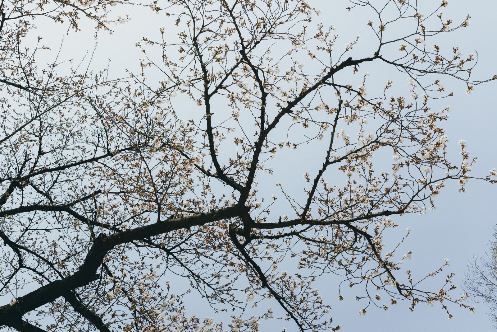 Sakura Tree Wallpaper Photos, Download The BEST Free Sakura Tree ...