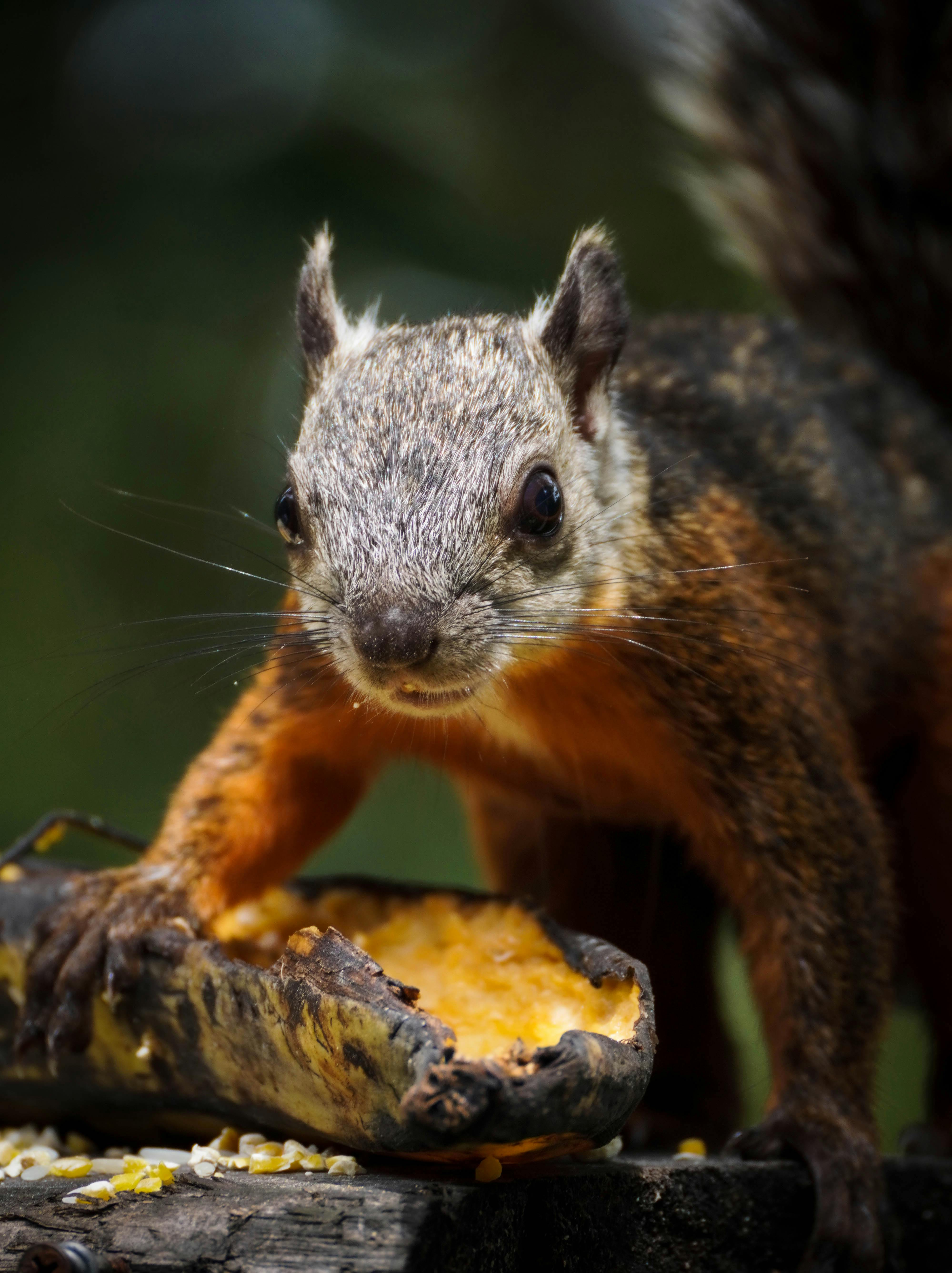 Ardilla Curiosa Disfrutando De Una Comida En Costa Rica · Foto de stock ...
