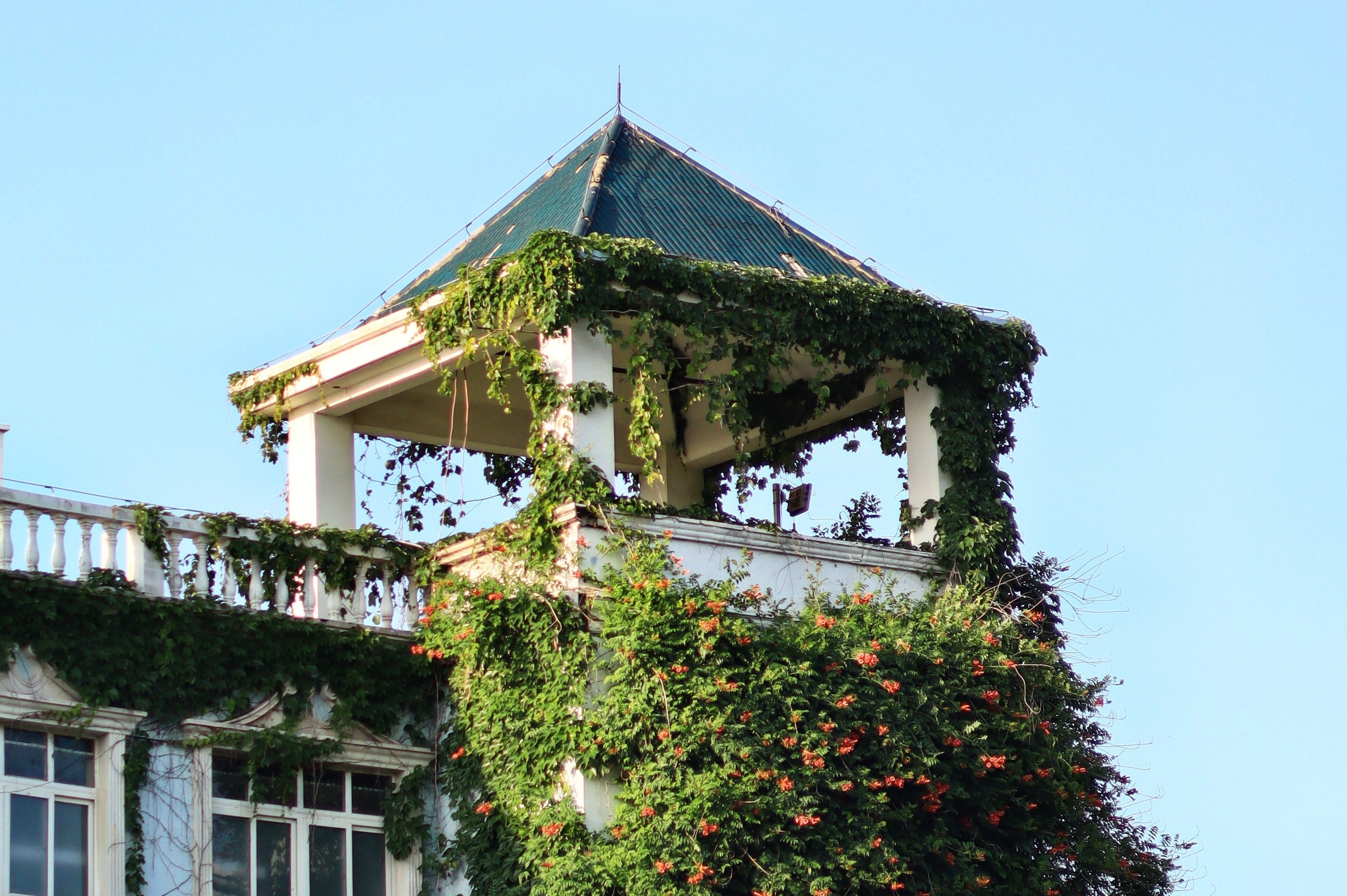 Charming Vine-Covered Tower with Blue Roof · Free Stock Photo