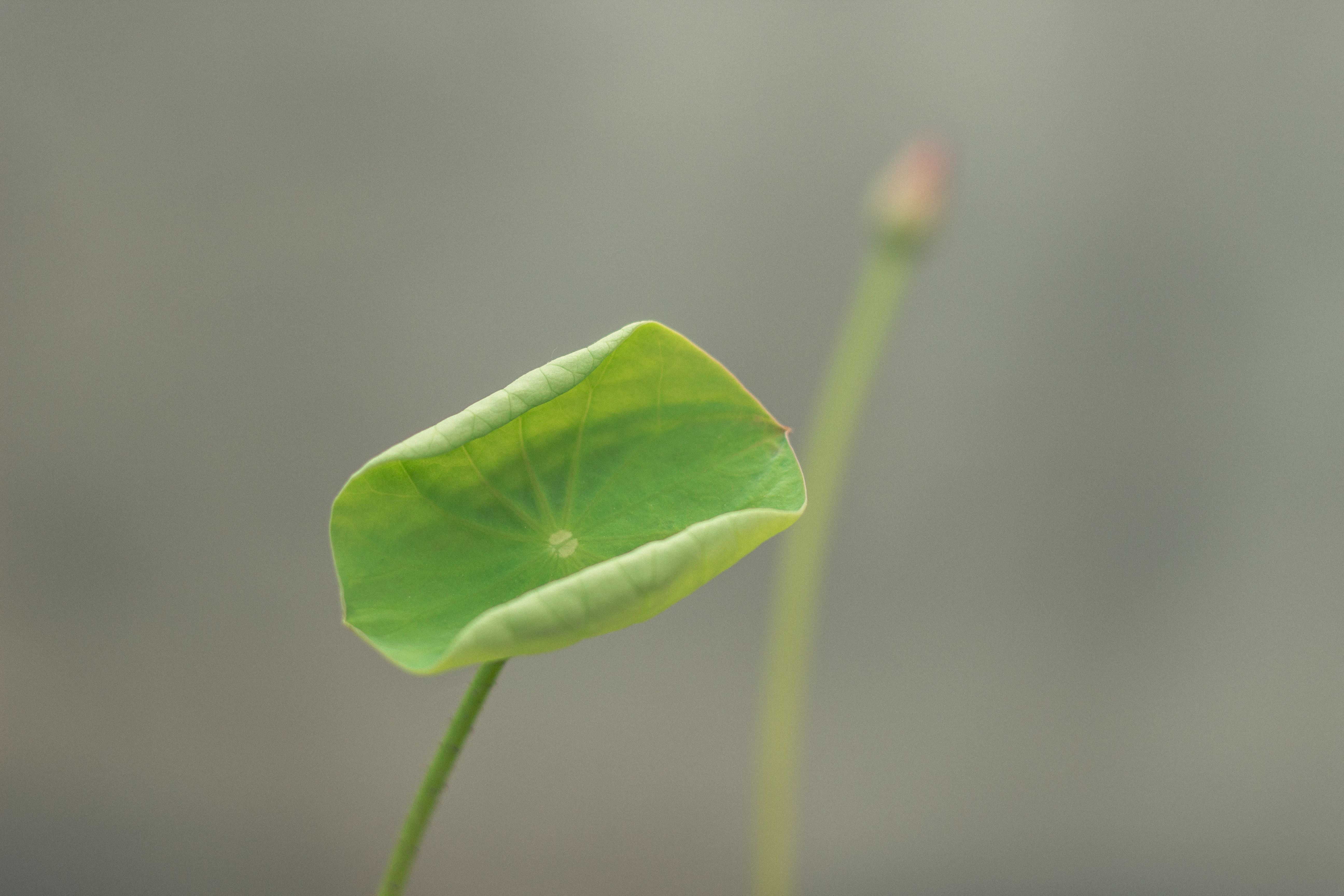 Close-Up of a Lotus Leaf with Bud in Background · Free Stock Photo