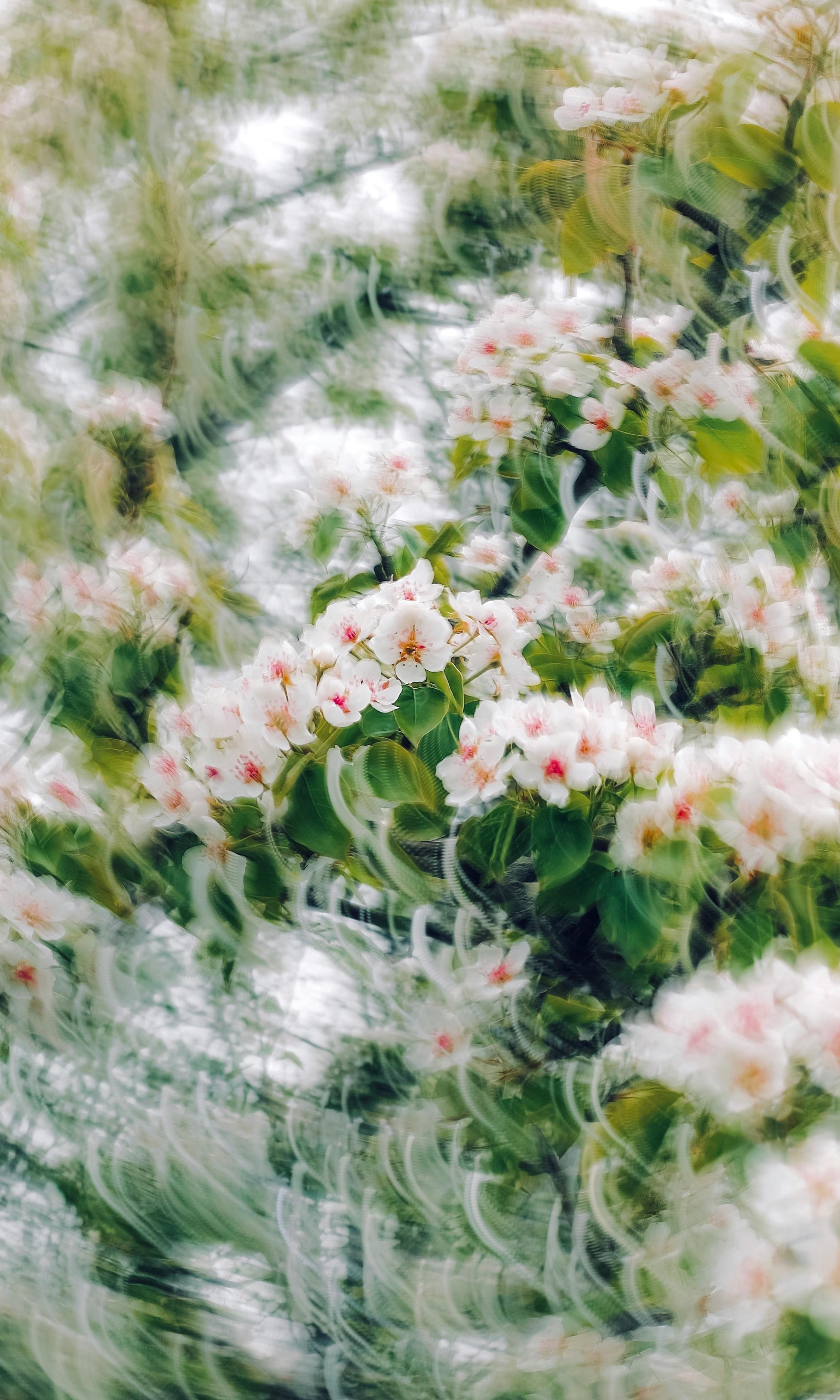 Light Floral Background Photos, Download The BEST Free Light Floral ...